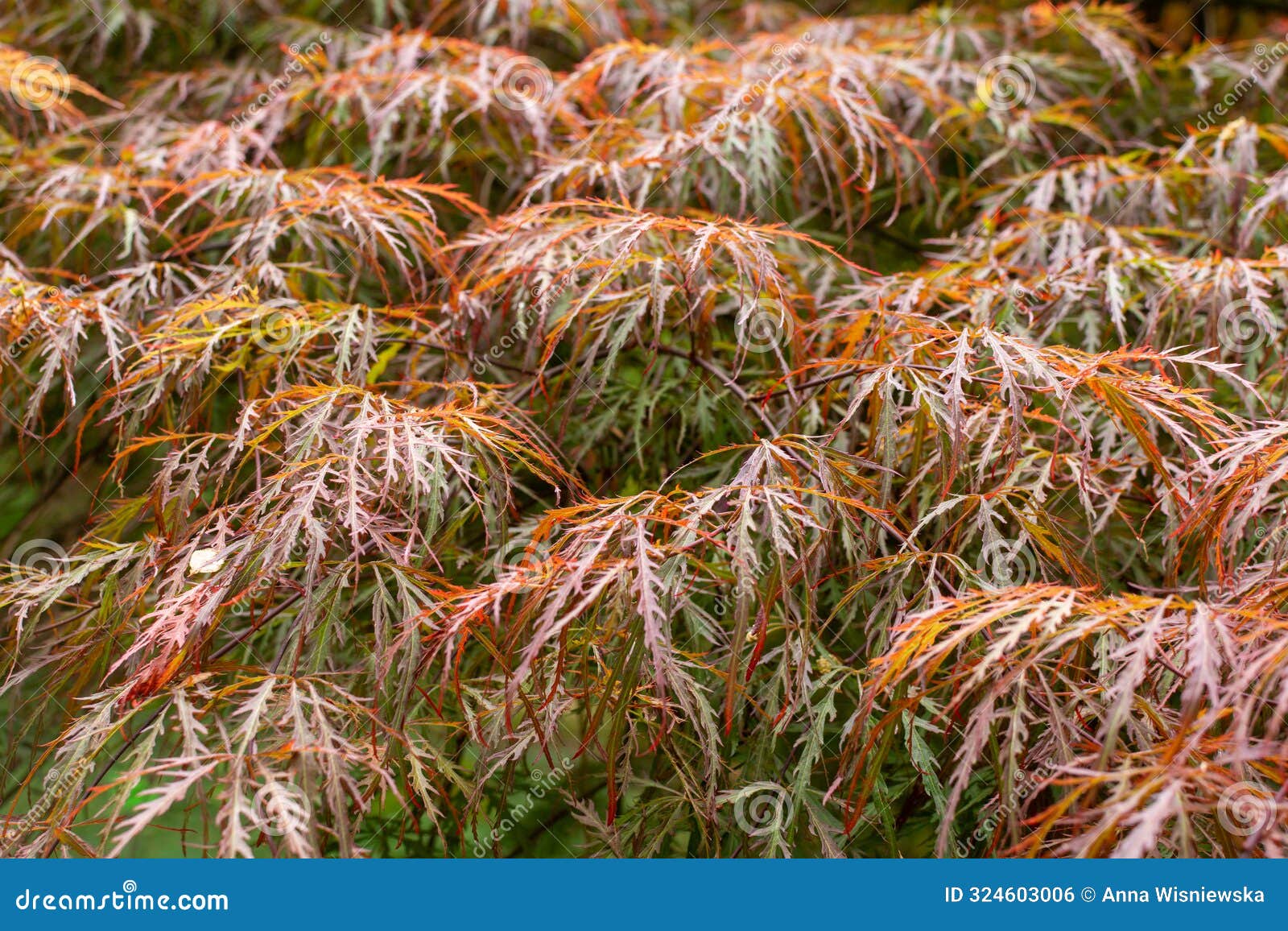 Decorative Red Colored Japanease Maple Stock Photo - Image of ...