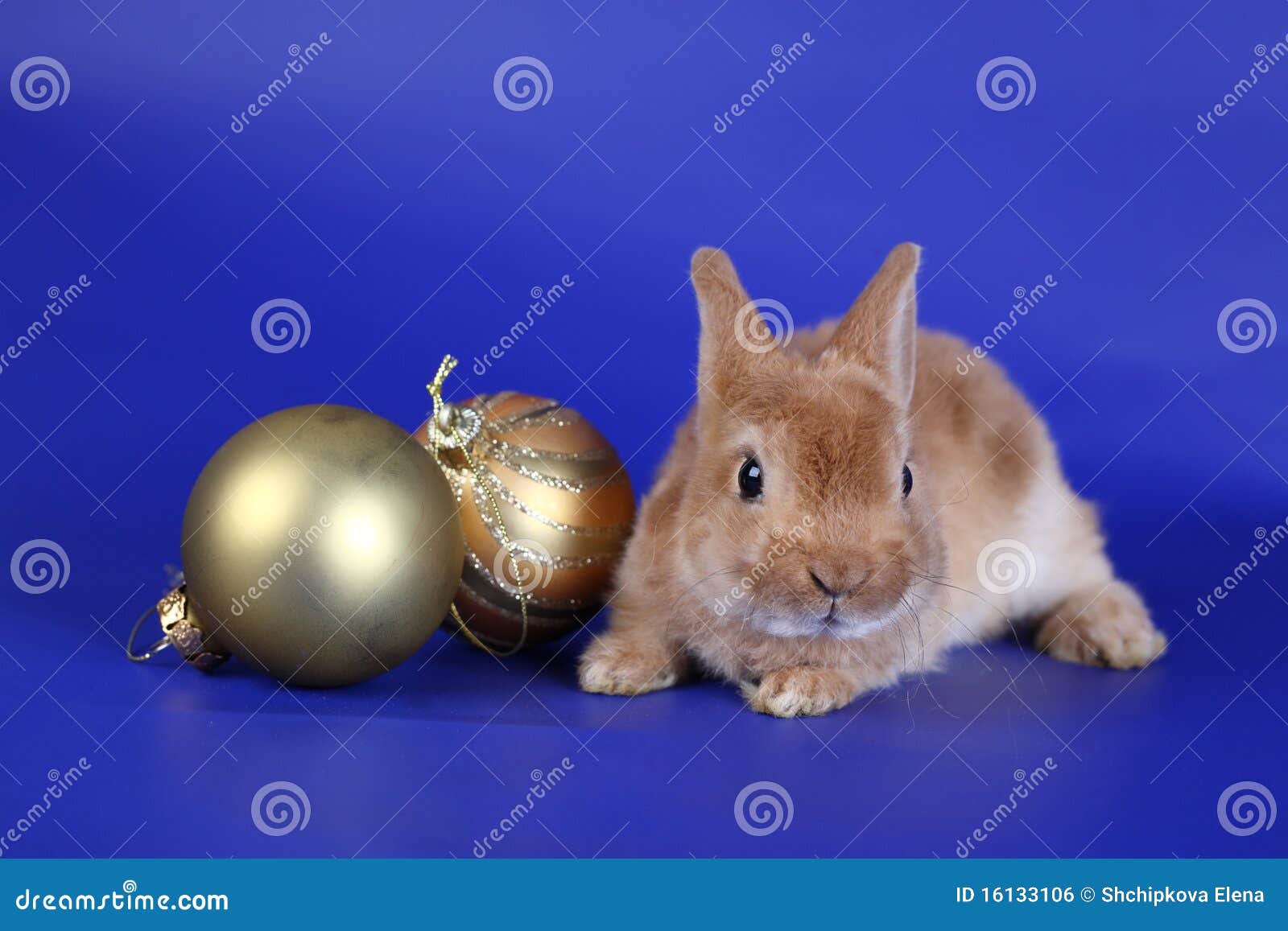 Decorative Red Cub of Rabbit Stock Photo - Image of pets, claus: 16133106