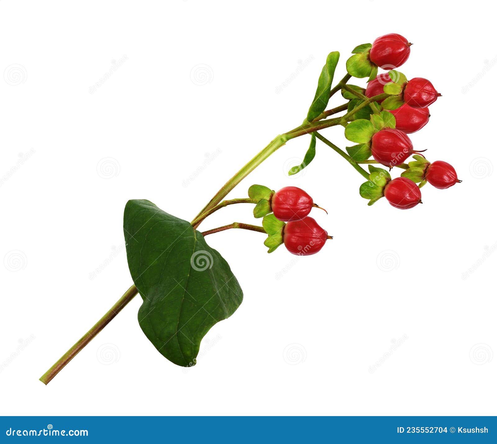 Decorative Red Hypericum Berries Isolated Stock Photo - Image of ...