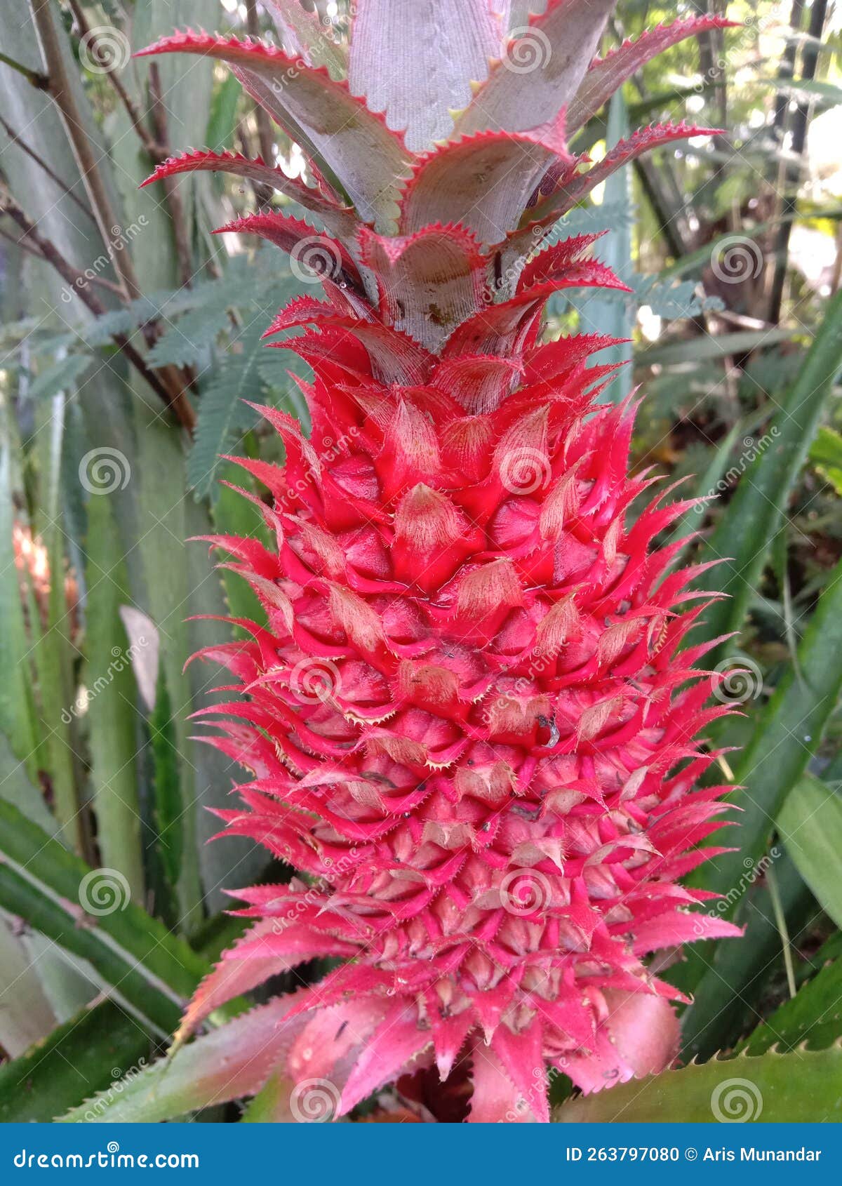 Decorative Red Pineapple Fruit Cannot Be Consumed by Humans Stock Photo ...