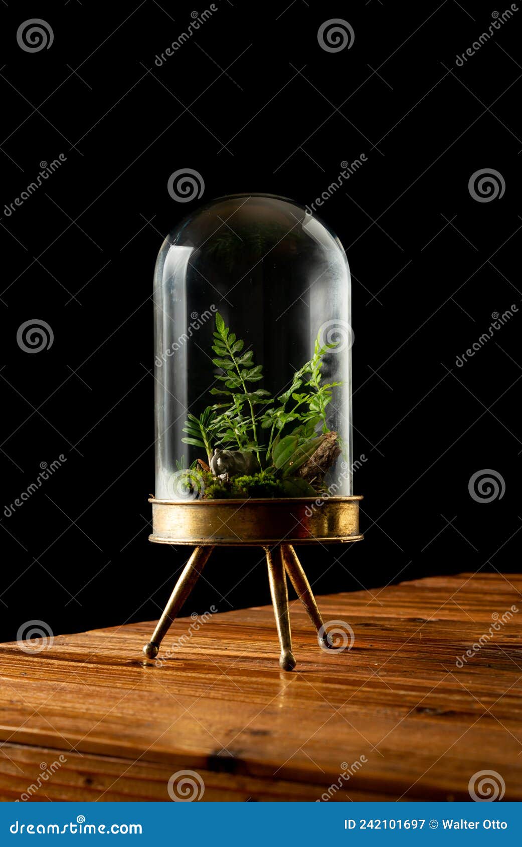 Representation of Small Ecosystems in a Terrarium Stock Image - Image ...