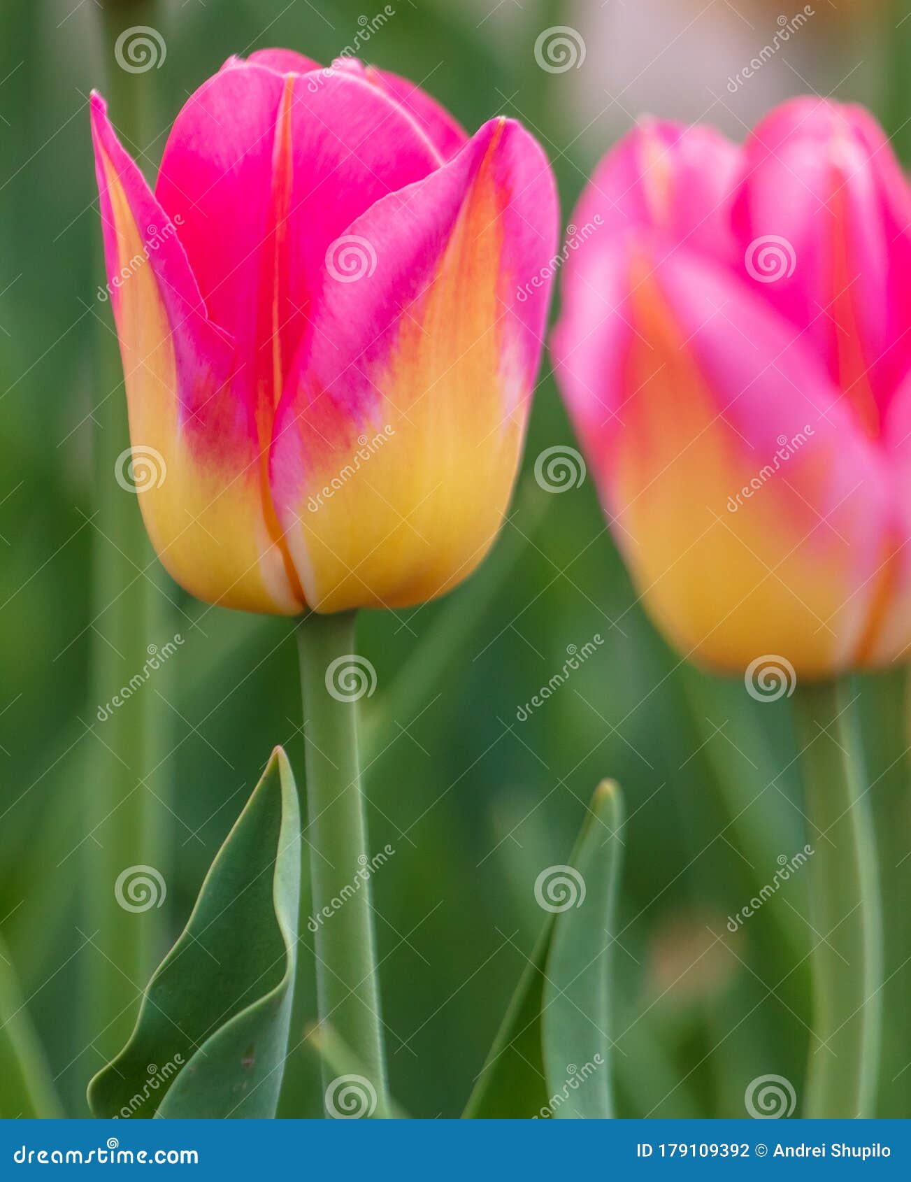 Decorative Roses Grow in the Soil in Nature Stock Photo - Image of ...