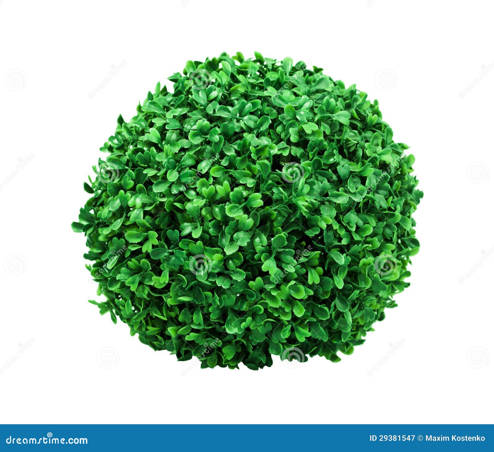 Decorative Round Plant Isolated Stock Image - Image of bush, sphere ...