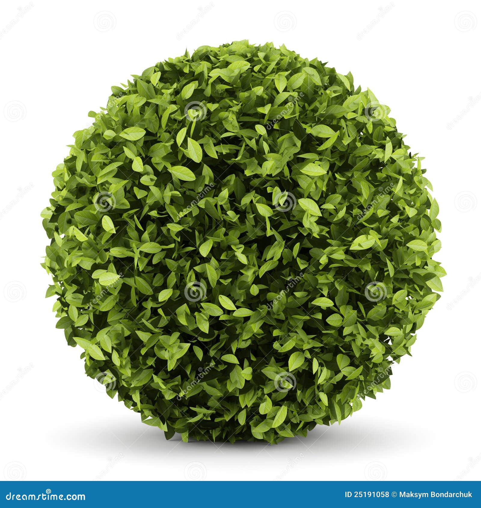 Decorative Round Plant Isolated on White Stock Illustration ...