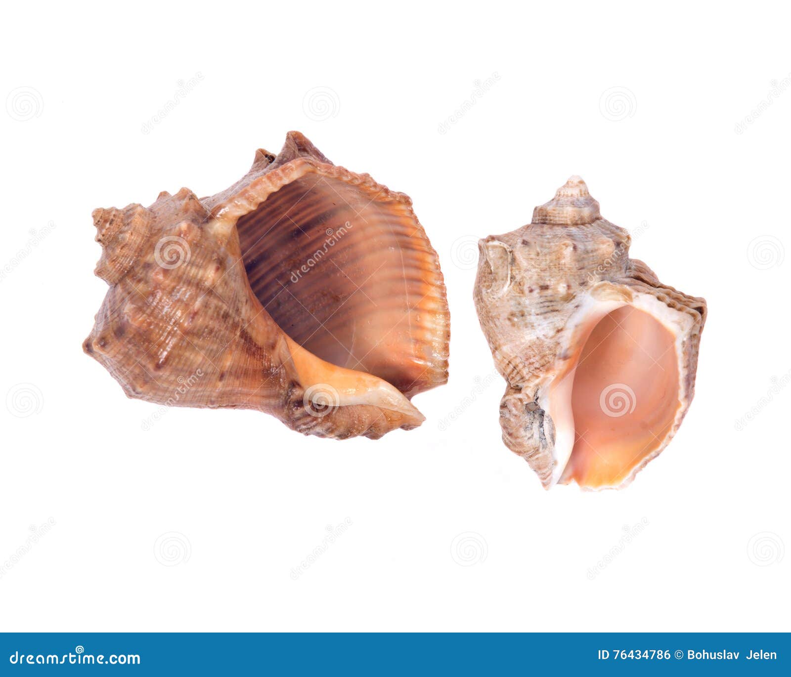 Decorative sea shell stock photo. Image of decoration - 76434786