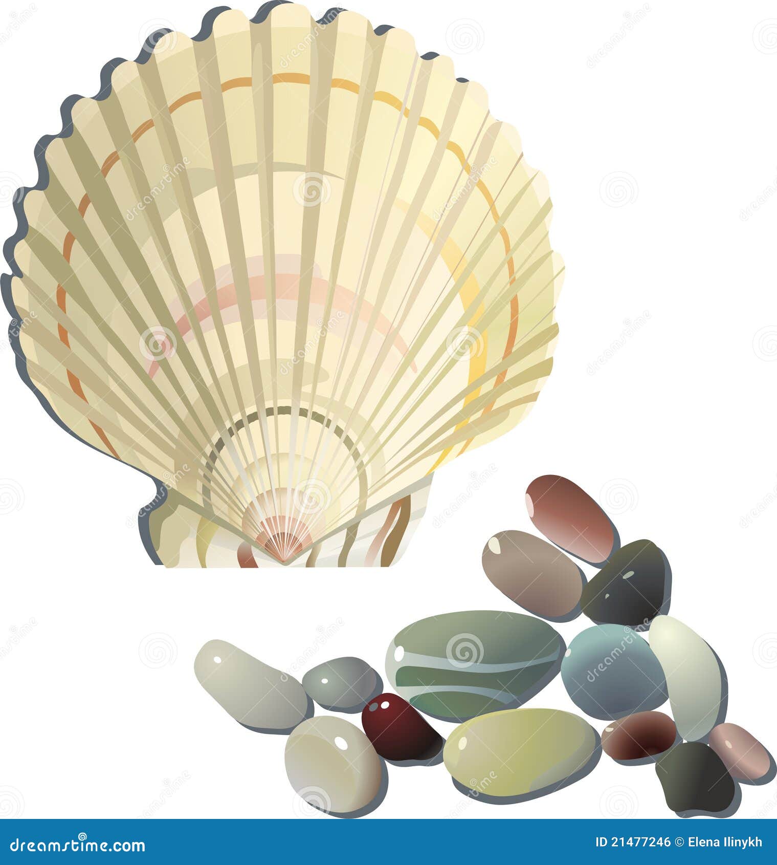 Decorative Sea Shell and Stones Stock Illustration - Illustration of ...