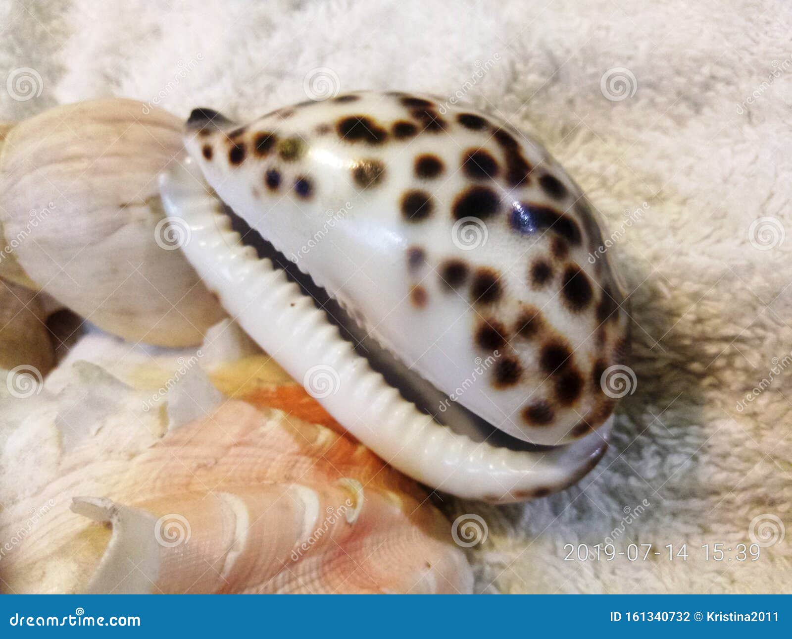 Decorative seashell stock photo. Image of spot, decoration - 161340732