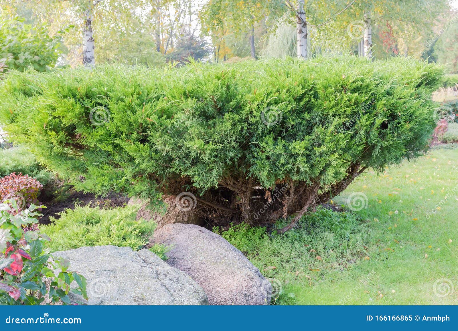Decorative Shaped Bush of Juniper in the Autumn Park Stock Image ...