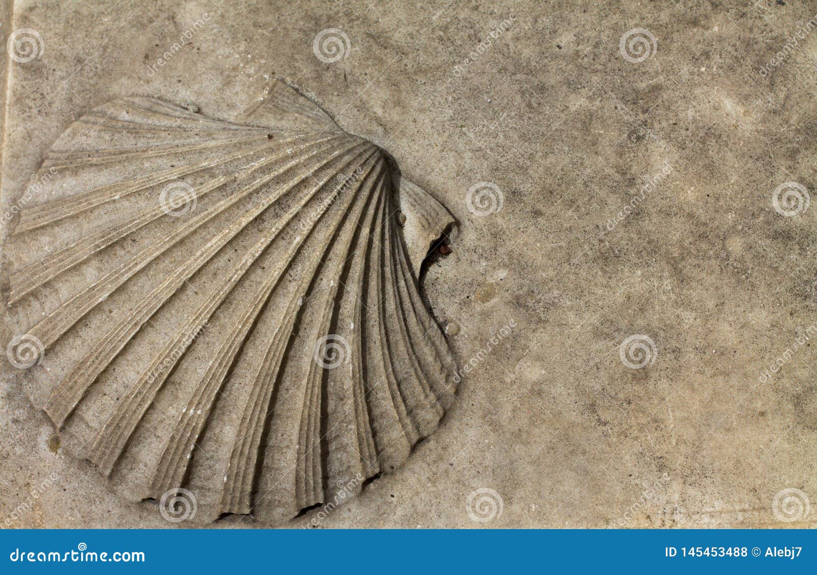 Decorative shell stock photo. Image of pecten, ancient - 145453488