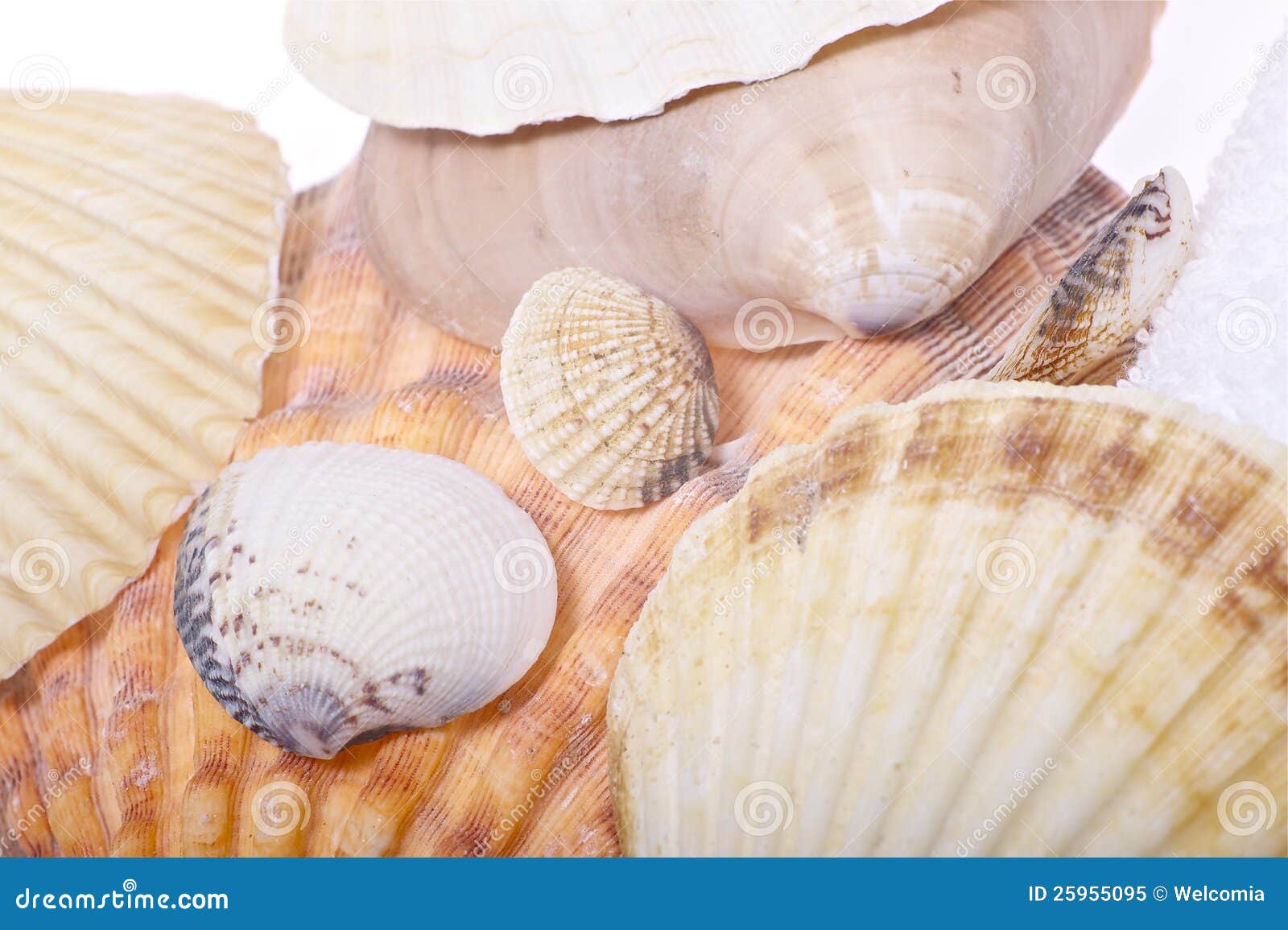 Decorative Sea Shells In Sayulita Mexico Beach. Stock Photography ...