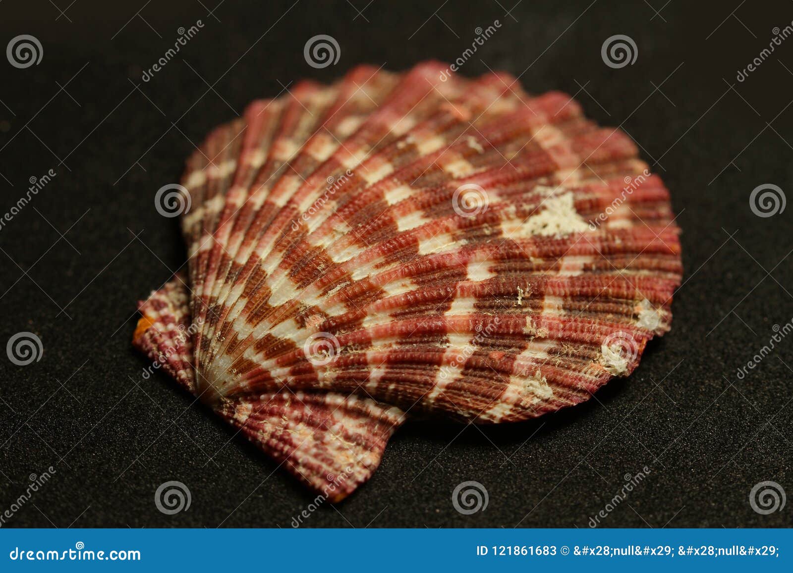 Decorative Shells of Sea Creatures Stock Image - Image of beache ...