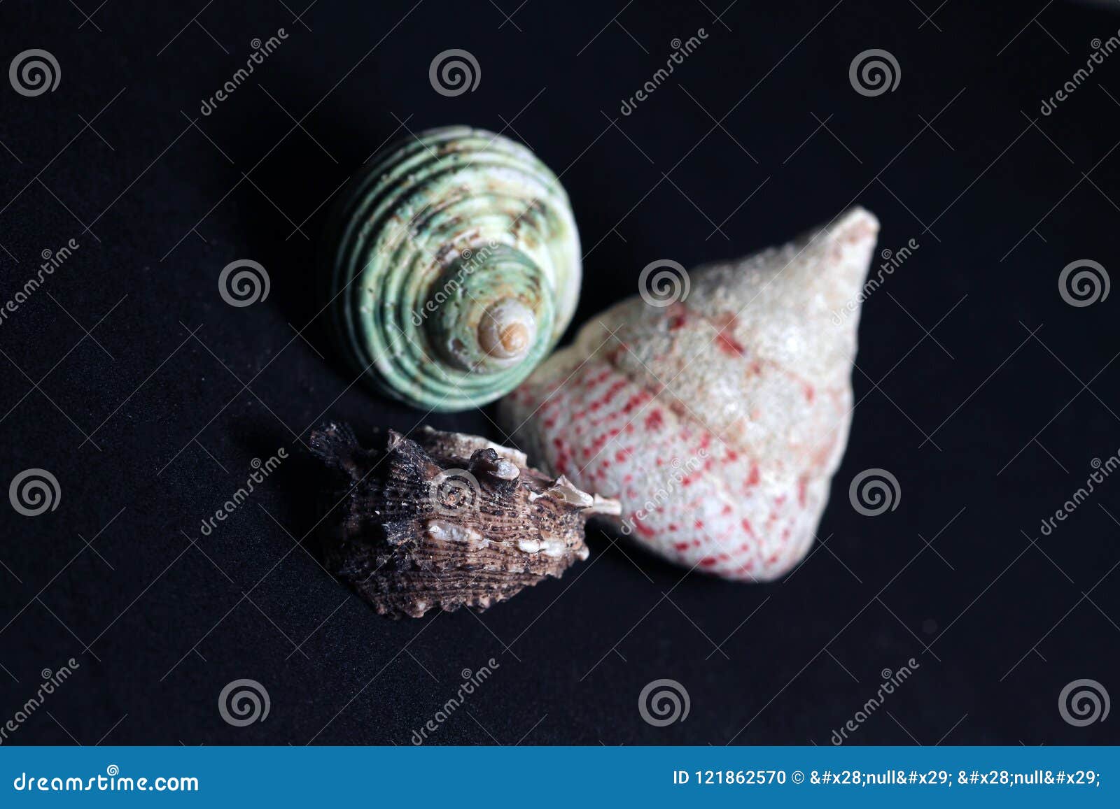 Decorative Shells of Sea Creatures Stock Photo - Image of closeup ...