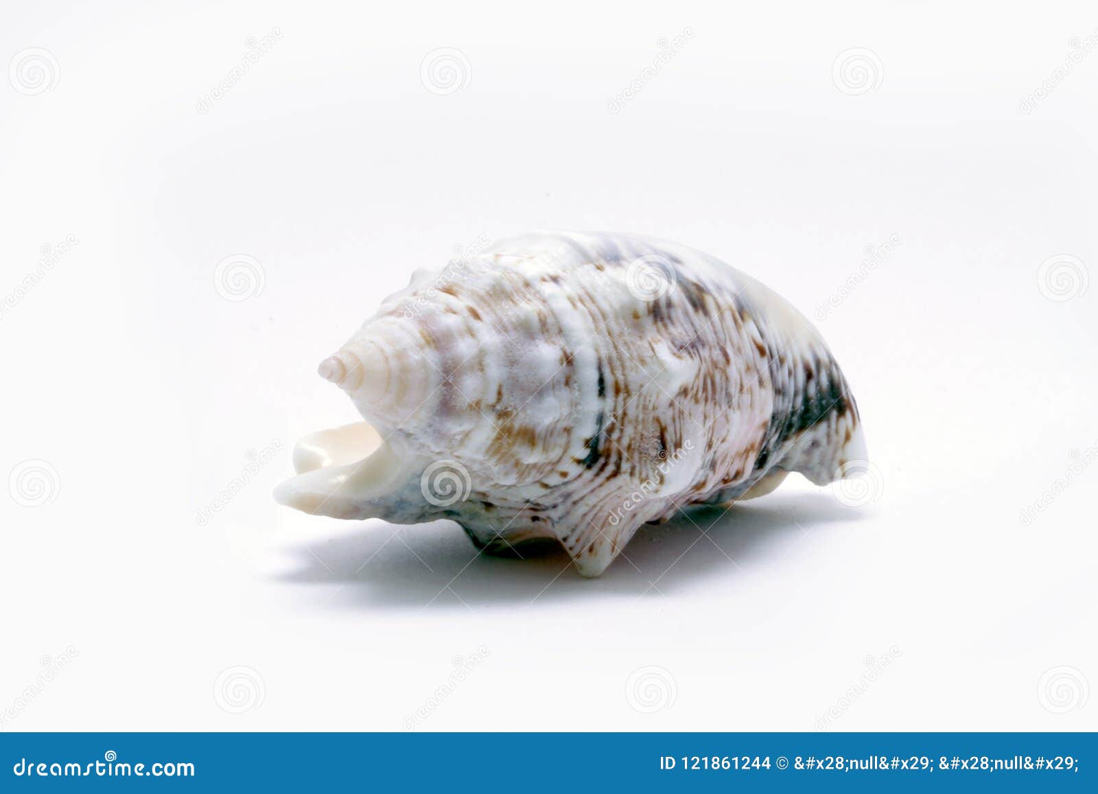 Decorative Shells of Sea Creatures Stock Photo - Image of life, object ...