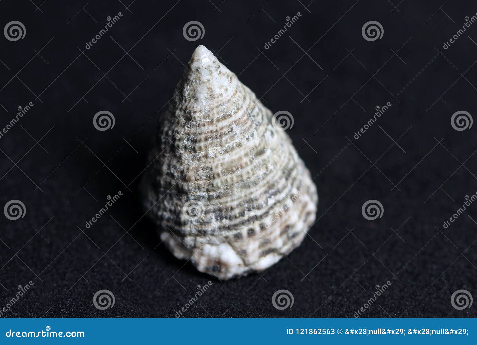Decorative Shells of Sea Creatures Stock Image - Image of life, aquatic ...