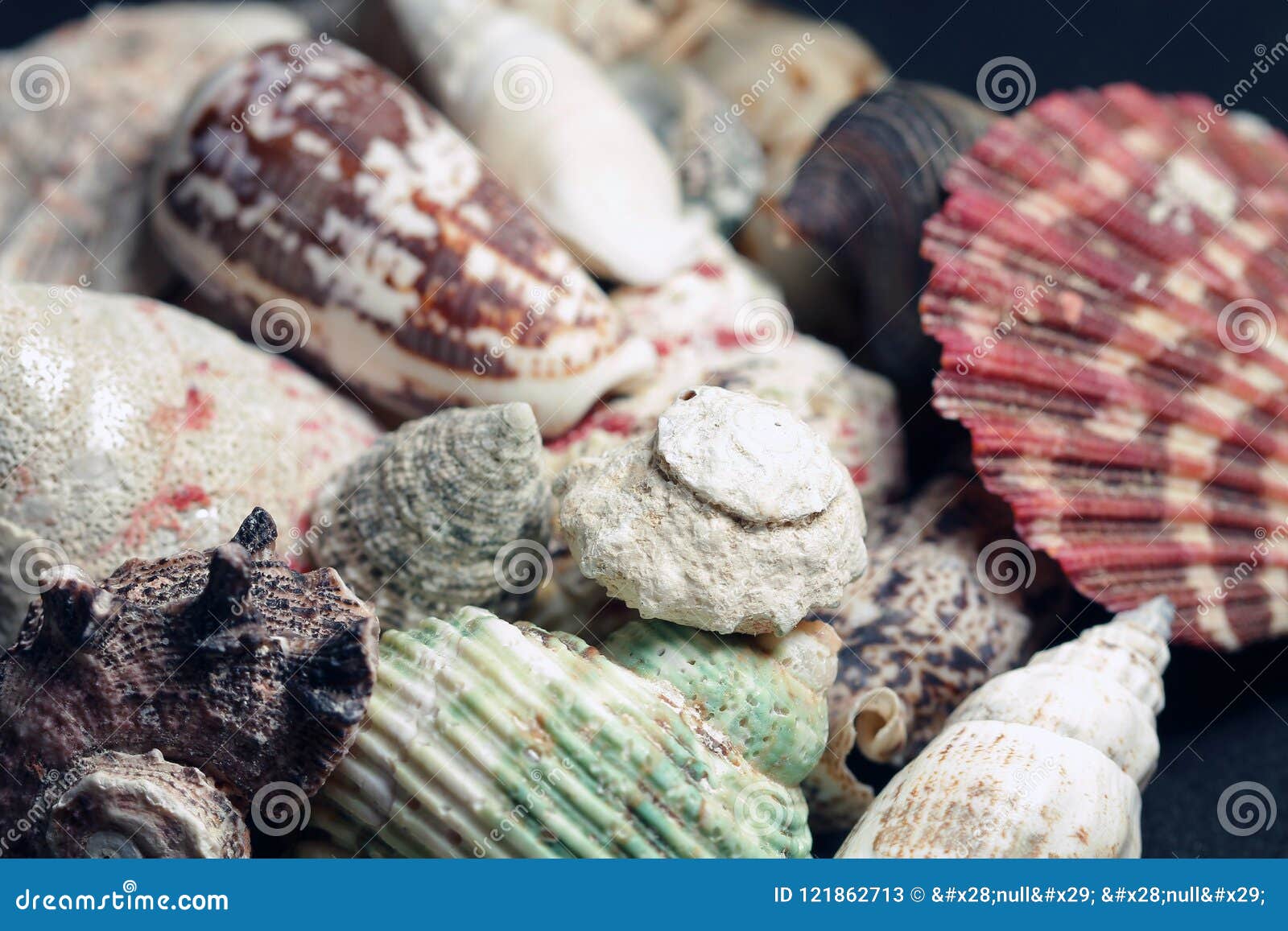 Decorative Shells of Sea Creatures Stock Image - Image of closeup ...