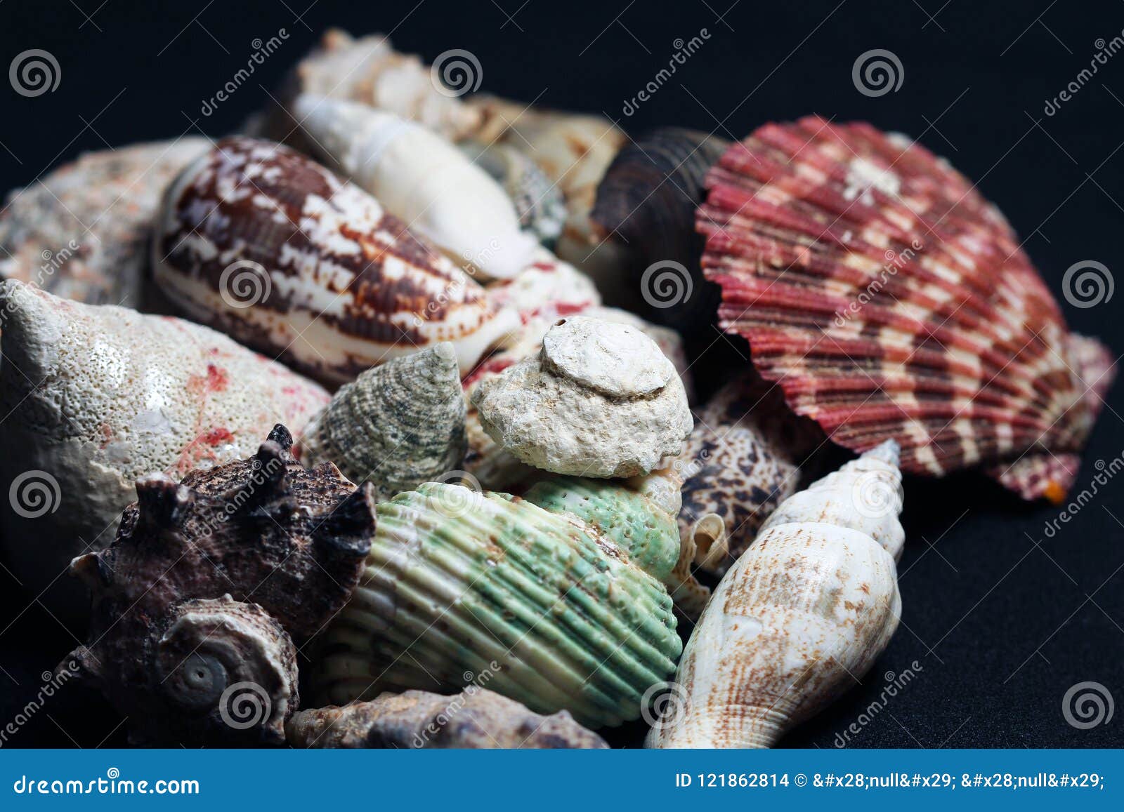 Decorative Shells of Sea Creatures Stock Photo - Image of material ...