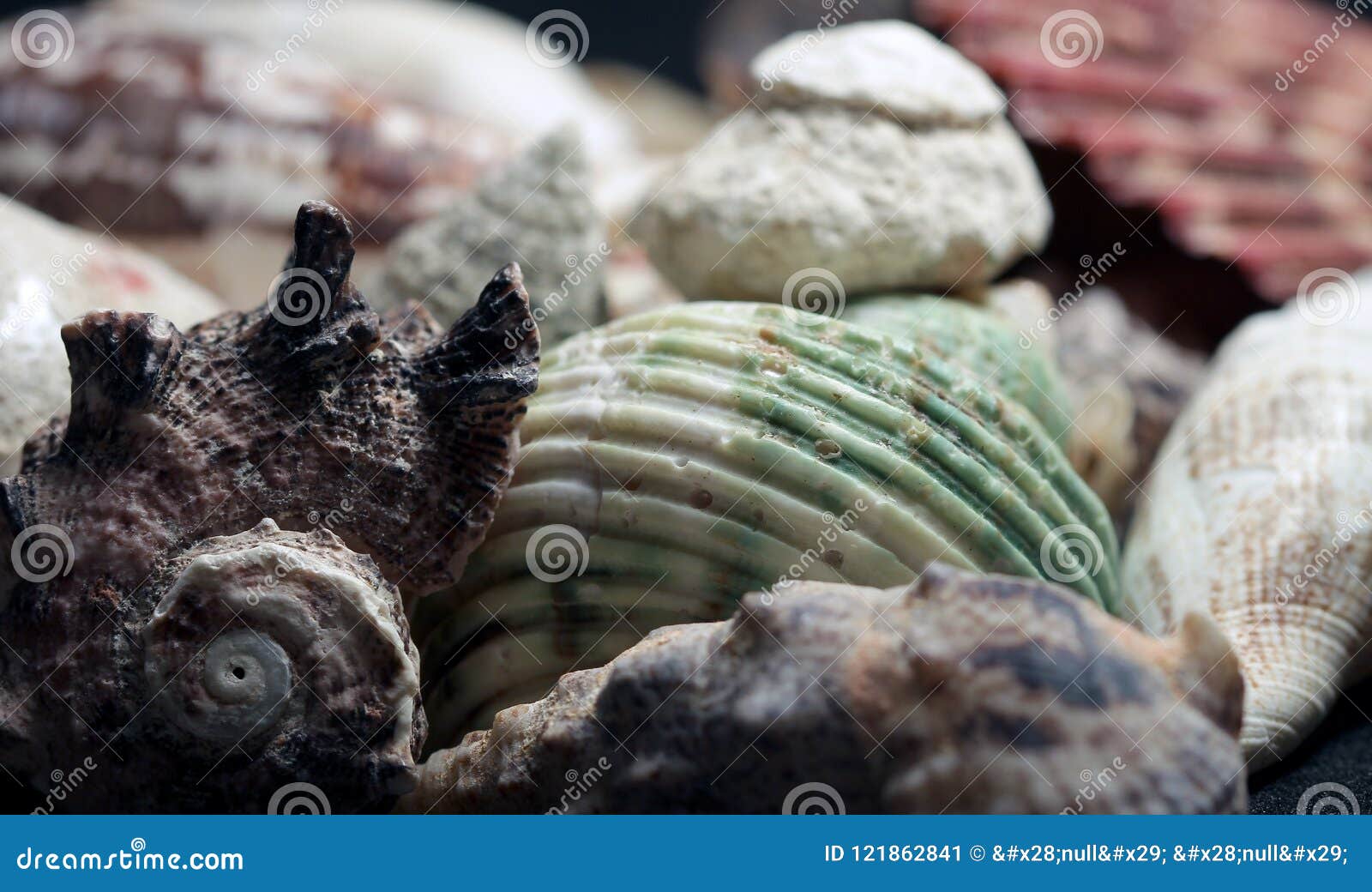 Decorative Shells of Sea Creatures Stock Image - Image of mollusk, life ...