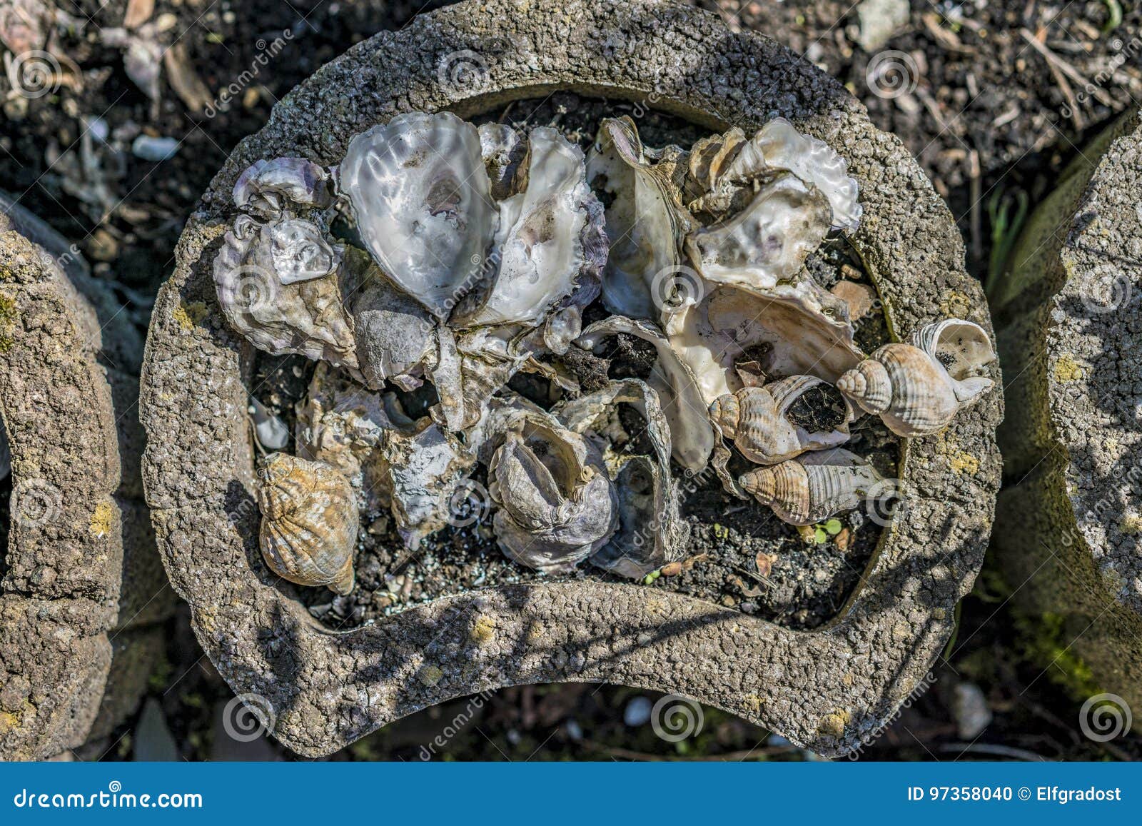 Decorative Shells Used in Landscaping Stock Photo - Image of marine ...
