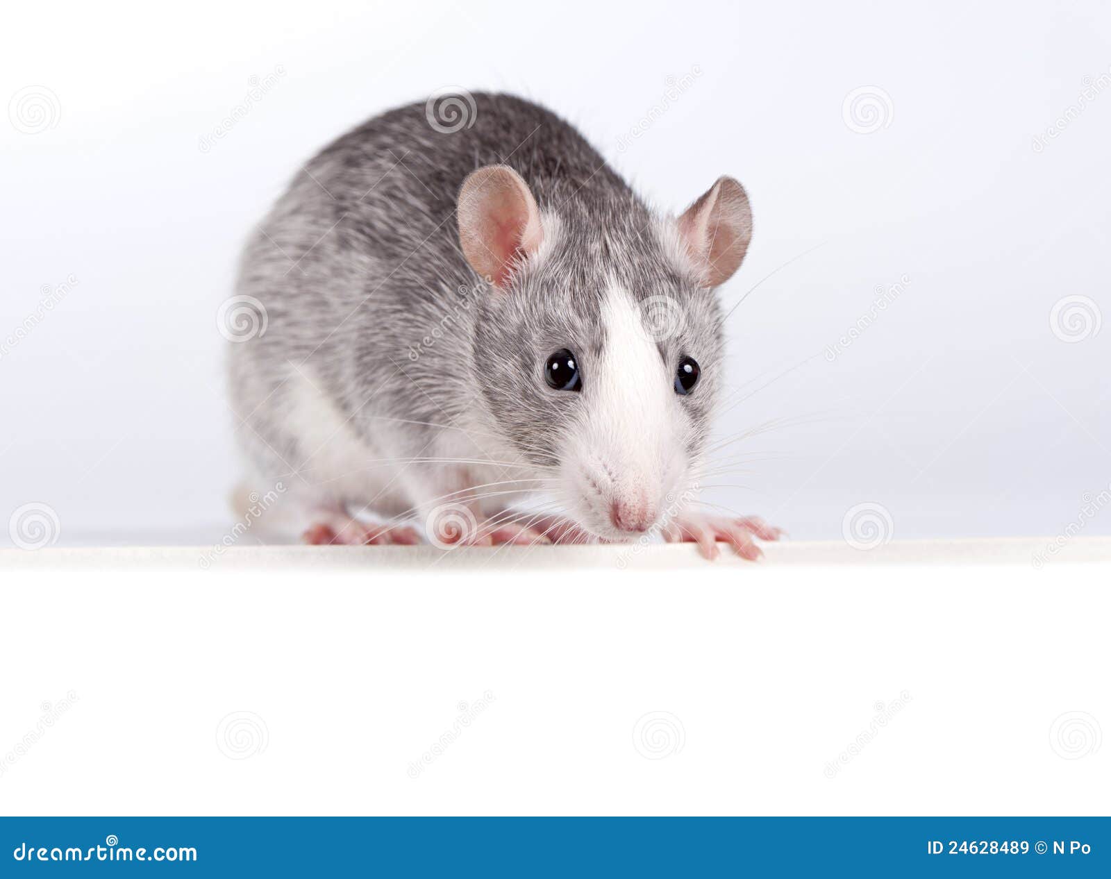Decorative Silver Rat Over a White Banner Stock Image - Image of advert ...