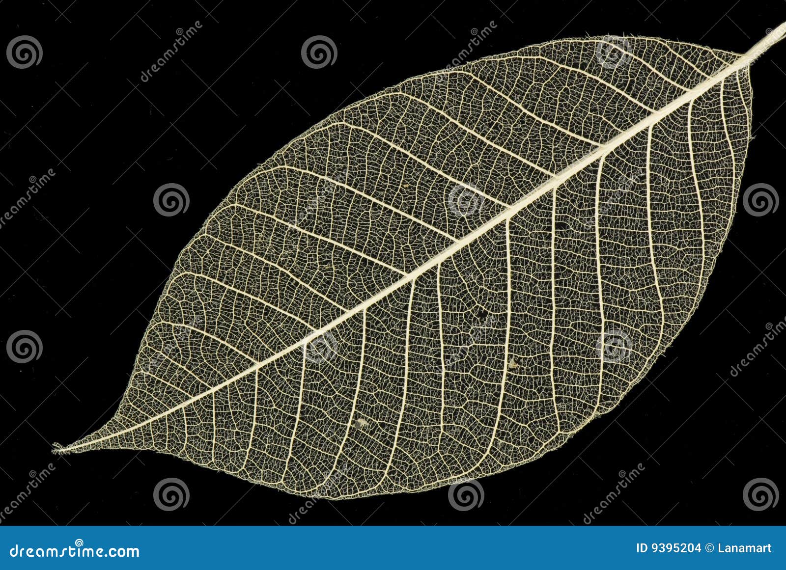 Decorative skeleton leaf stock photo. Image of delicate - 9395204