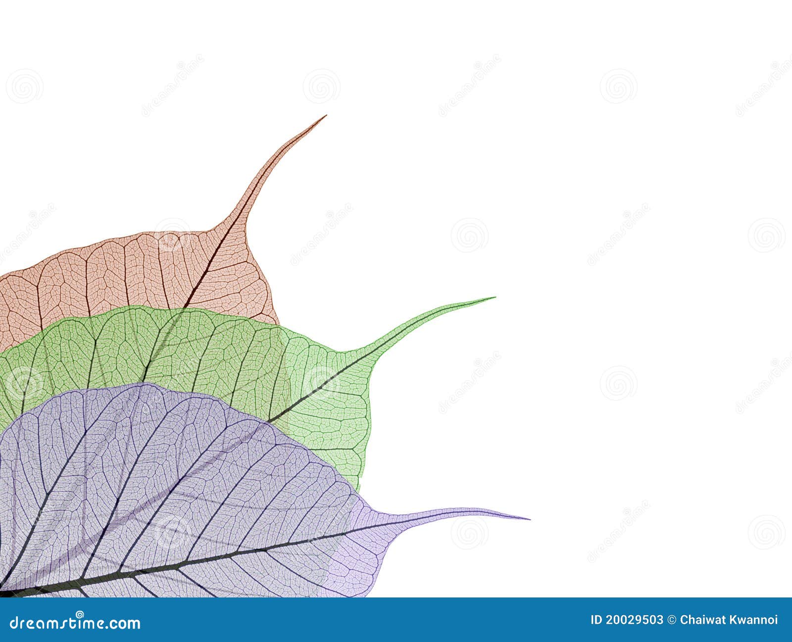 Decorative skeleton leaves stock image. Image of fragility - 20029503