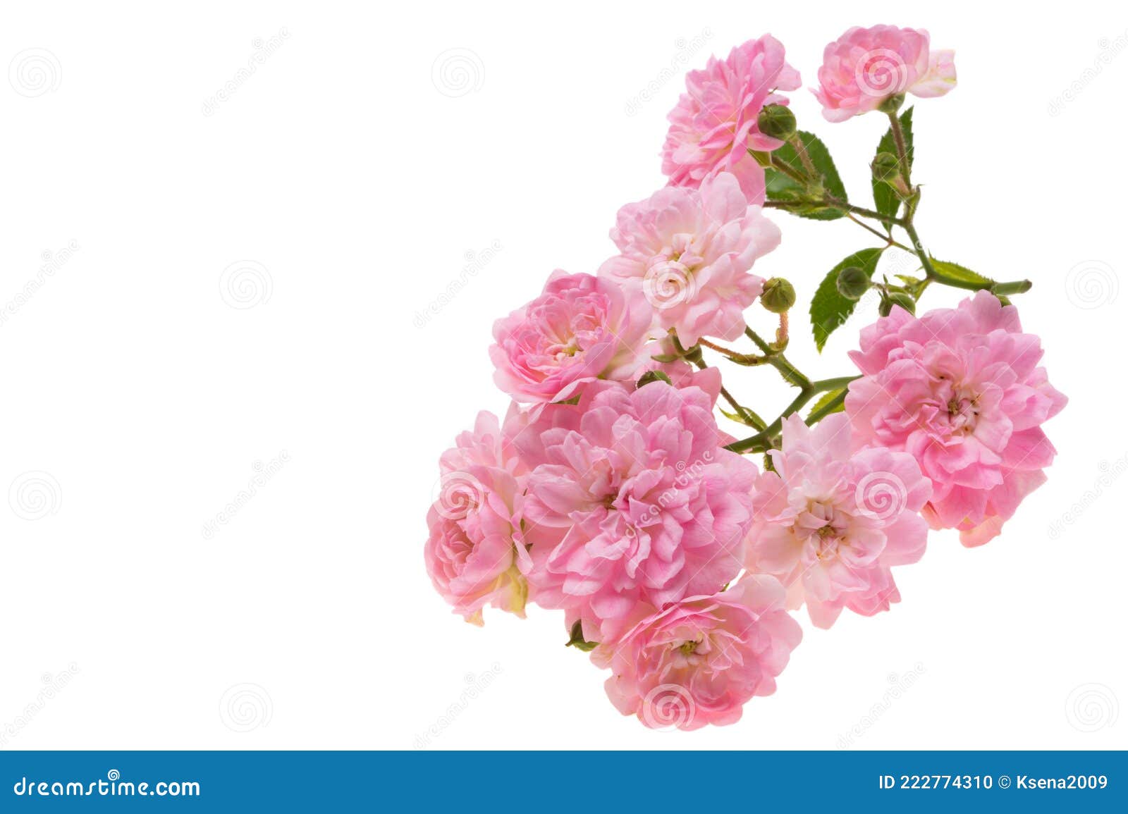 Decorative Small Rose Isolated Stock Photo - Image of bloom, pink ...