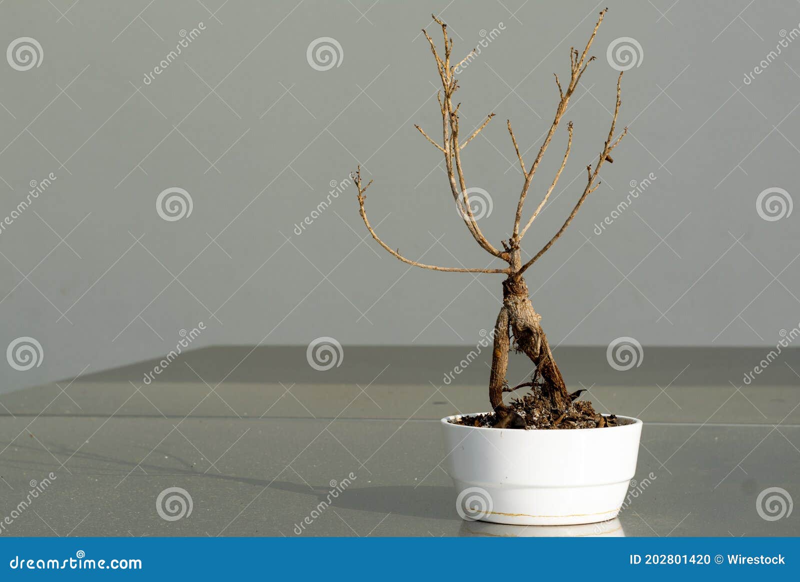 Decorative Small Tree in a White Pot Stock Photo - Image of decoration ...