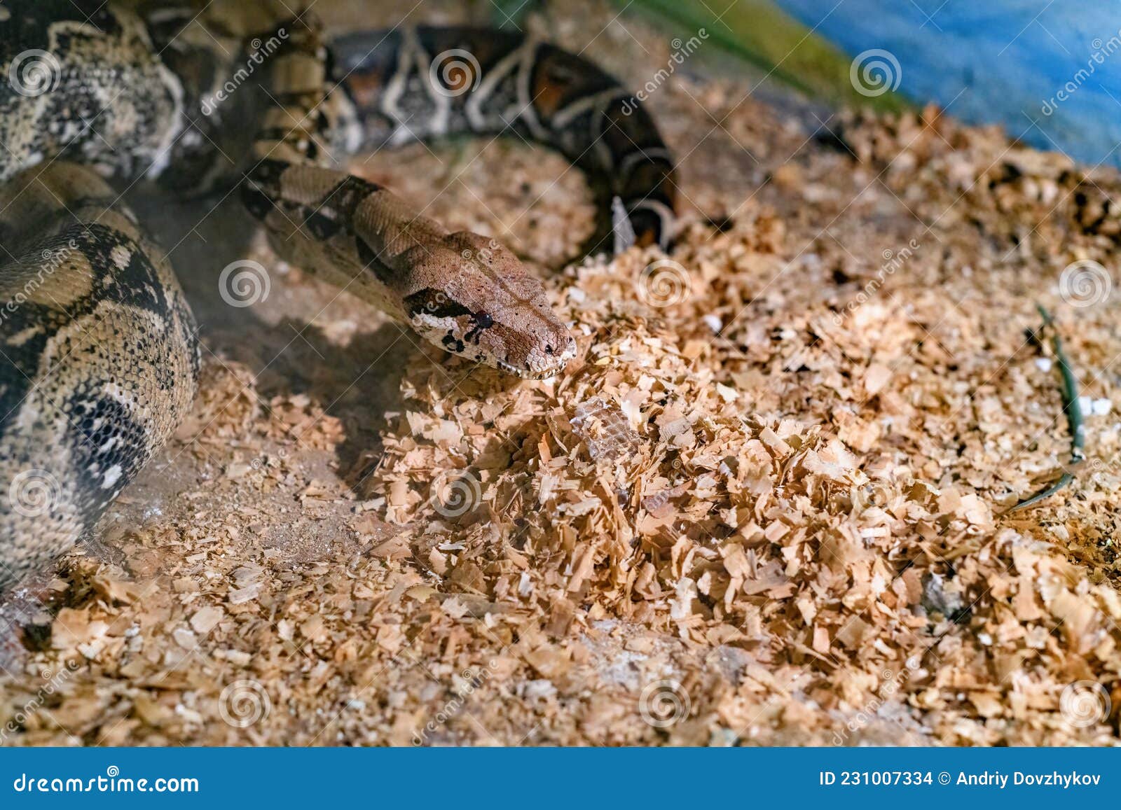 Decorative Snakes in the Aquarium at the Zoo Bask in the Sun Stock ...