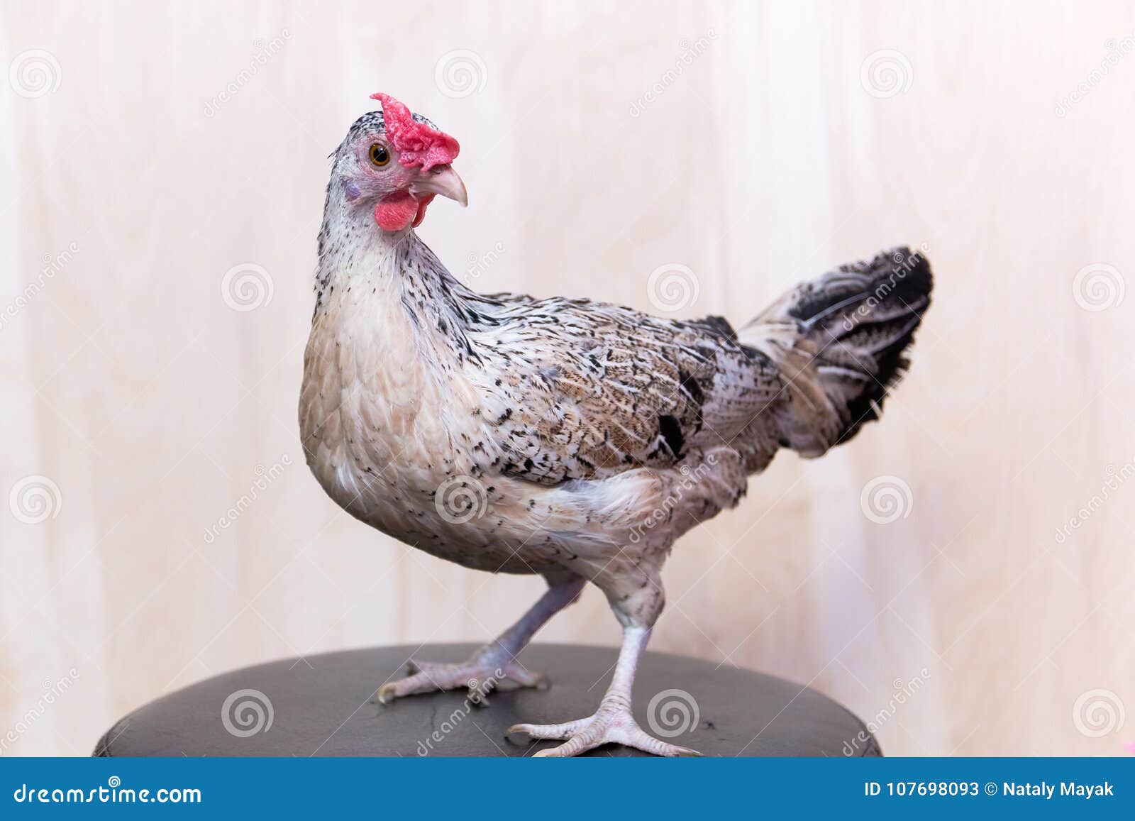 Decorative Speckled Chicken Upright on the Chair Stock Image - Image of ...