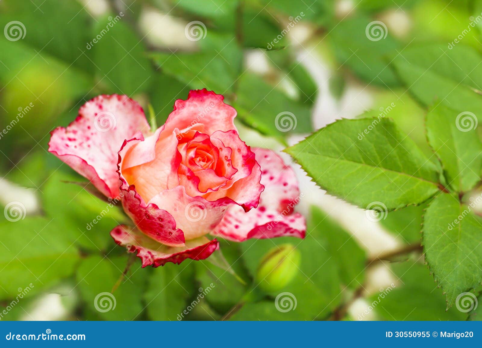 Decorative spotted rose. stock image. Image of plant - 30550955