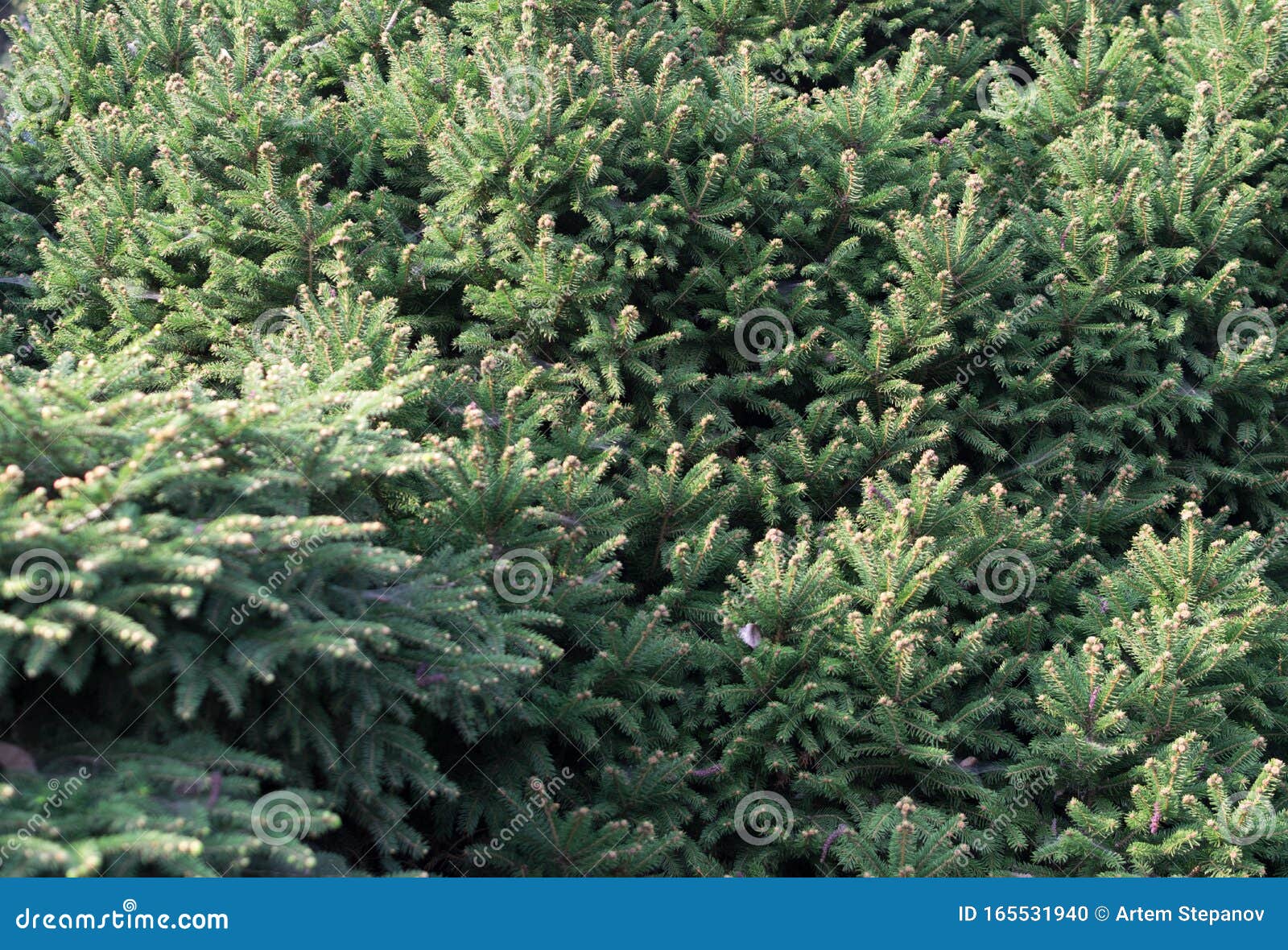 Decorative Spruce Branches Natural Pattern or Background Stock Photo ...