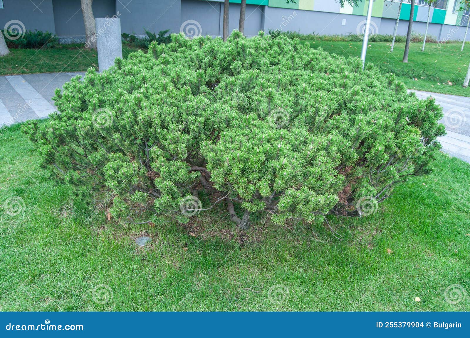Decorative Spruce Bush in the Park Stock Photo - Image of botany ...
