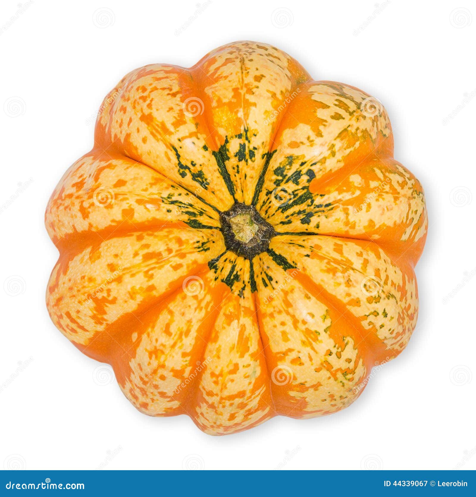 Decorative Squash on White, Top View Stock Image - Image of agriculture ...