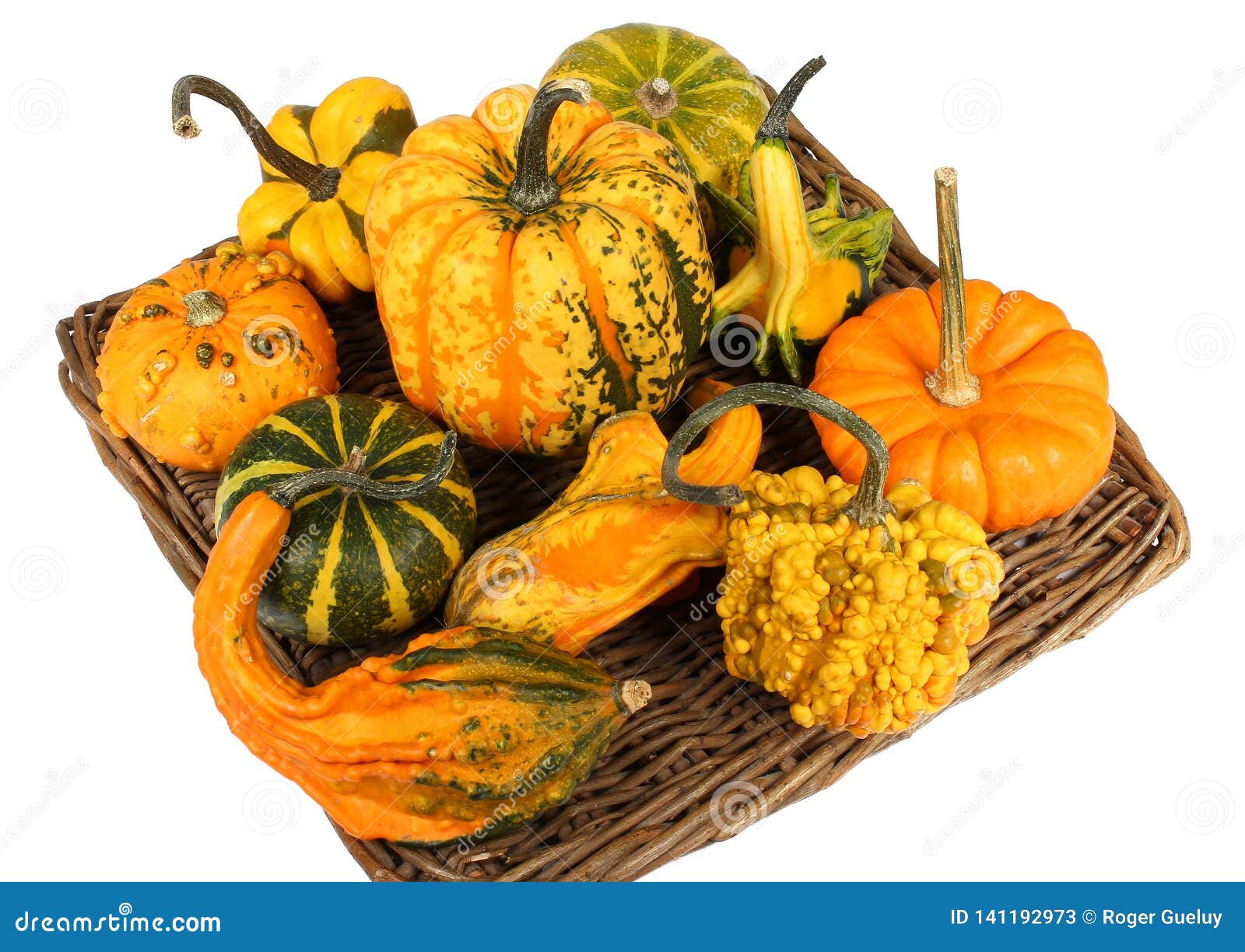 Decorative Squashes, Diverse Assortment Cucurbitaceous, Pumpkins on ...