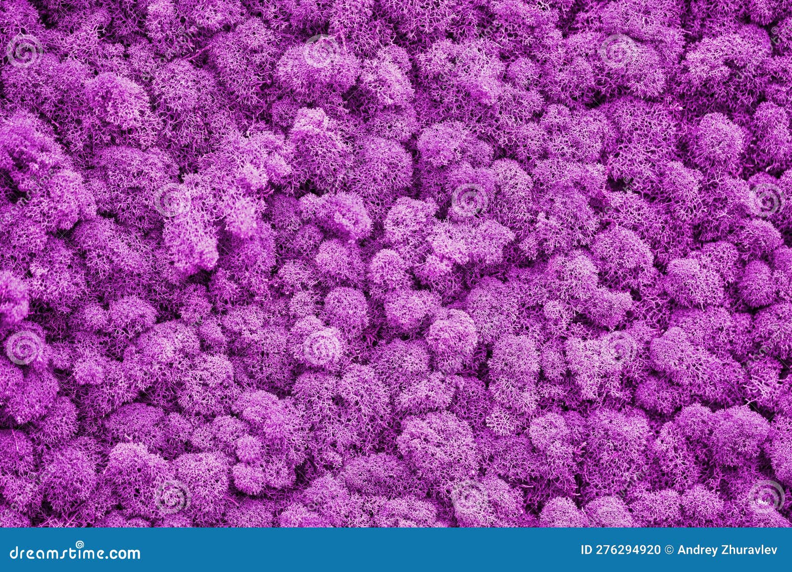 Decorative Stabilized Moss, Close-up Background. Moss Texture Stock ...