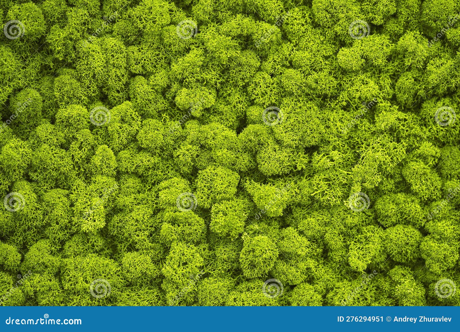 Decorative Stabilized Moss, Close-up Background. Moss Texture Stock ...