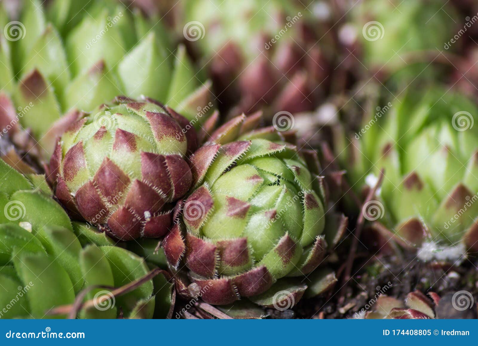 Decorative Stone Rose Flower Stock Image - Image of swing, stone: 174408805