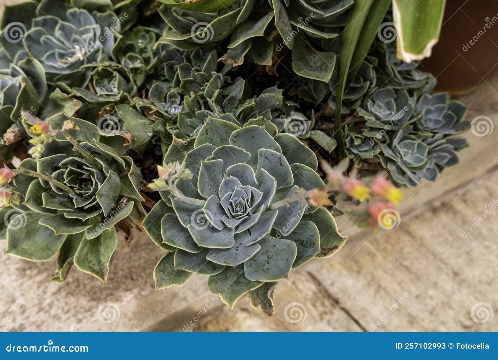 Decorative Succulent Cactus Stock Image - Image of protection, floral ...