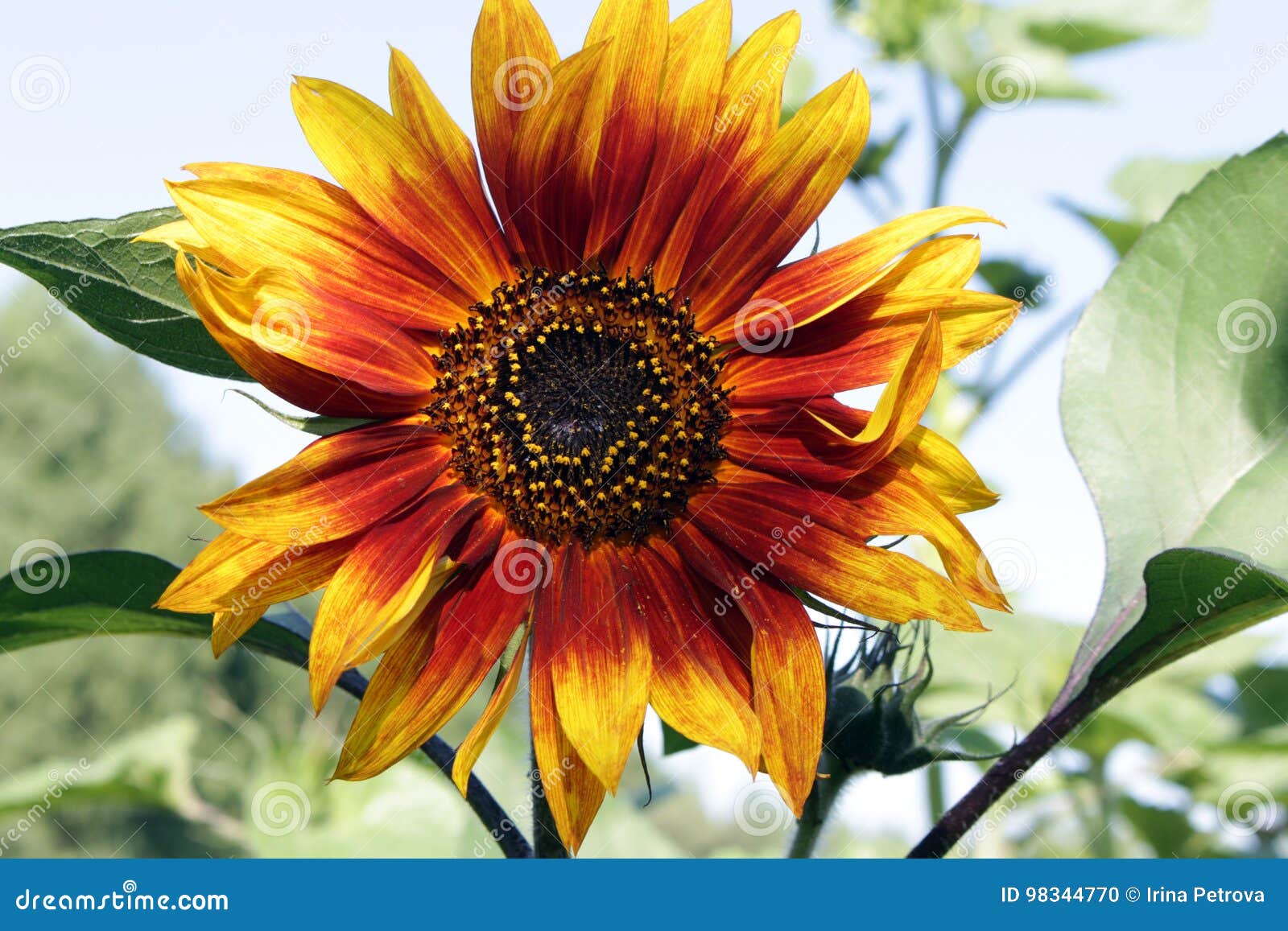 Decorative sunflower stock photo. Image of countryside - 98344770