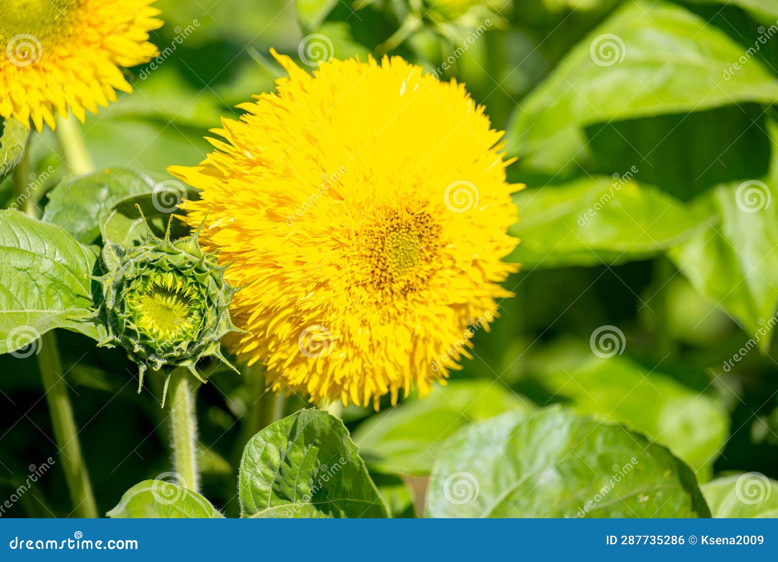 Decorative Sunflower Growing in Summer Stock Photo - Image of blossom ...