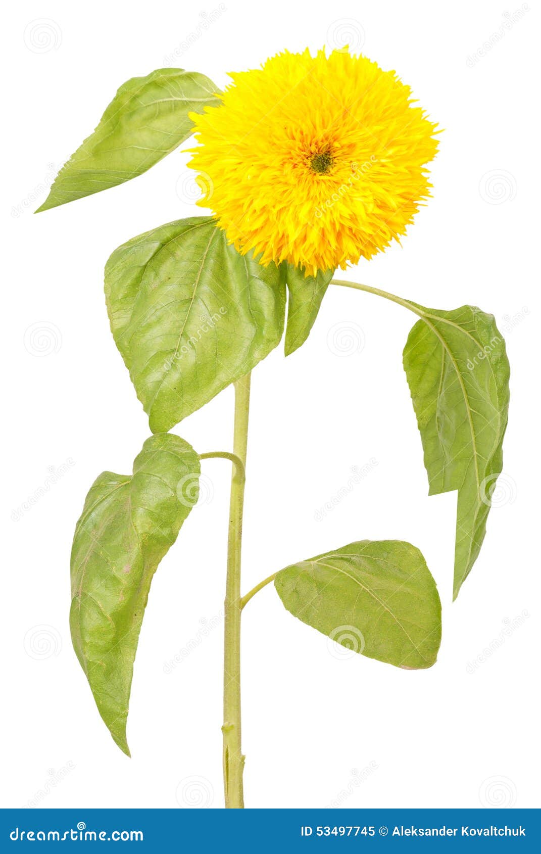 Decorative sunflower stock image. Image of agriculture - 53497745