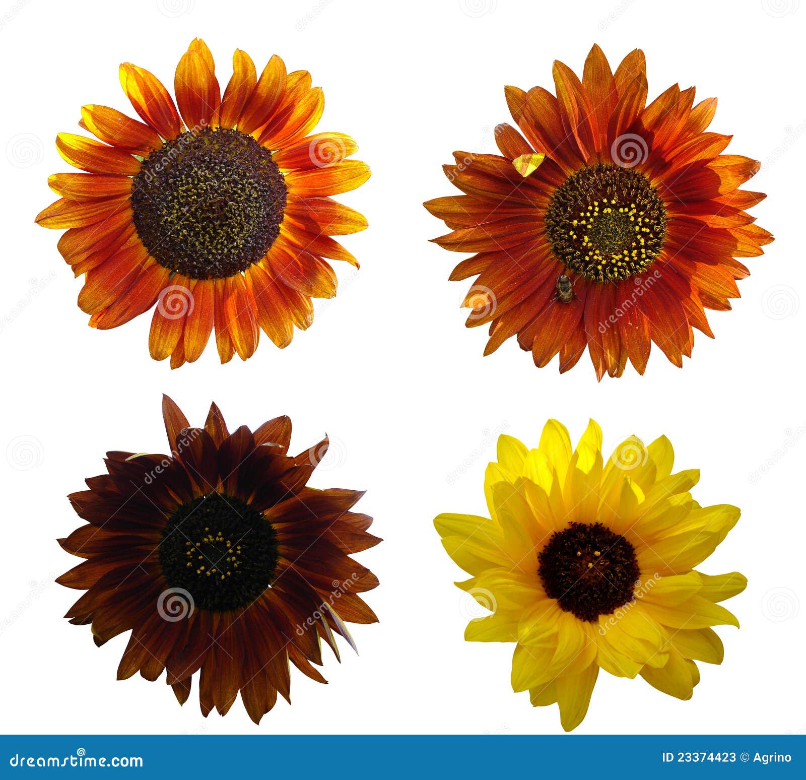 Decorative sunflowers stock image. Image of petal, sunflower - 23374423