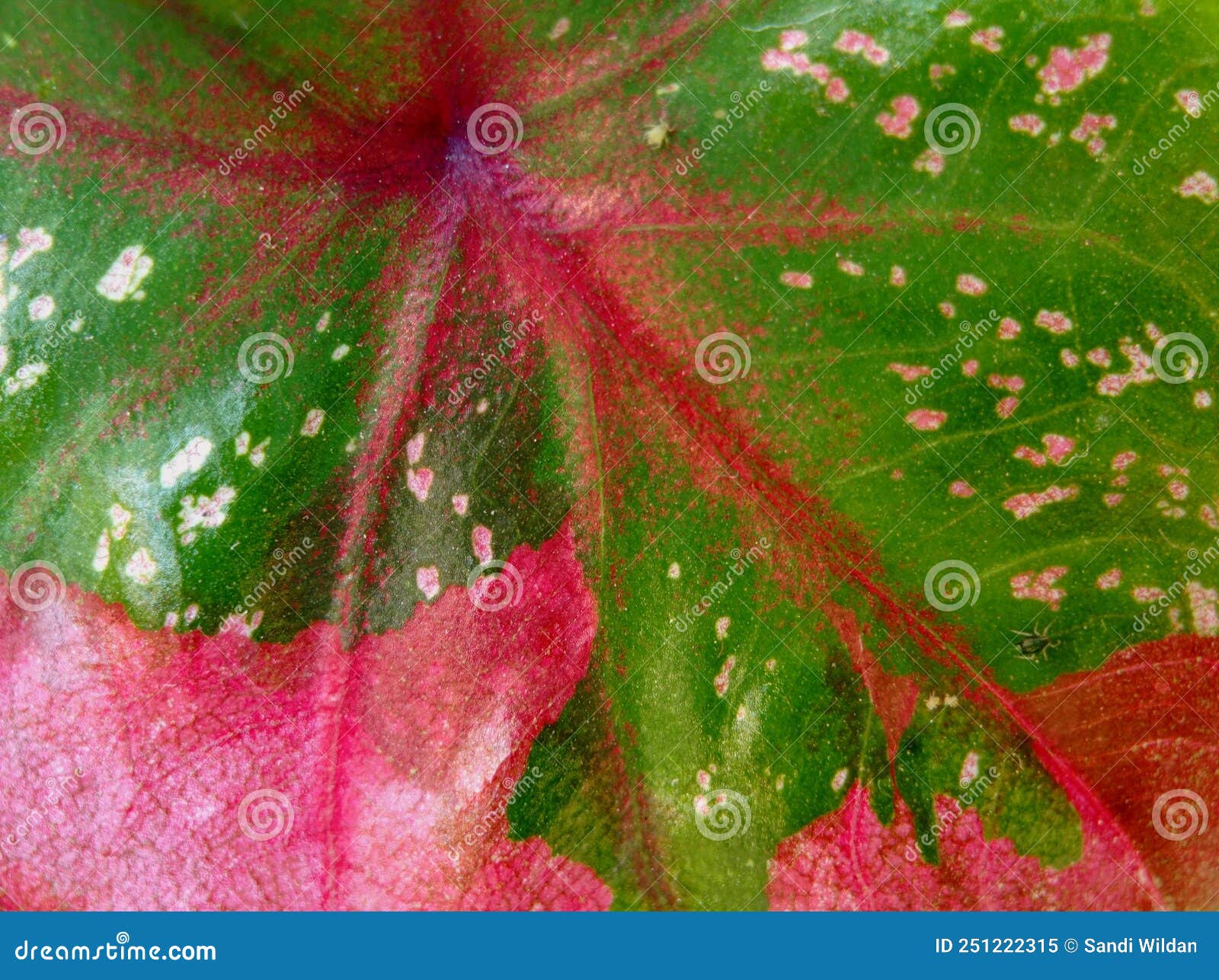 Decorative Taro Leaf Surface with a Combination of Green and Red Colors ...