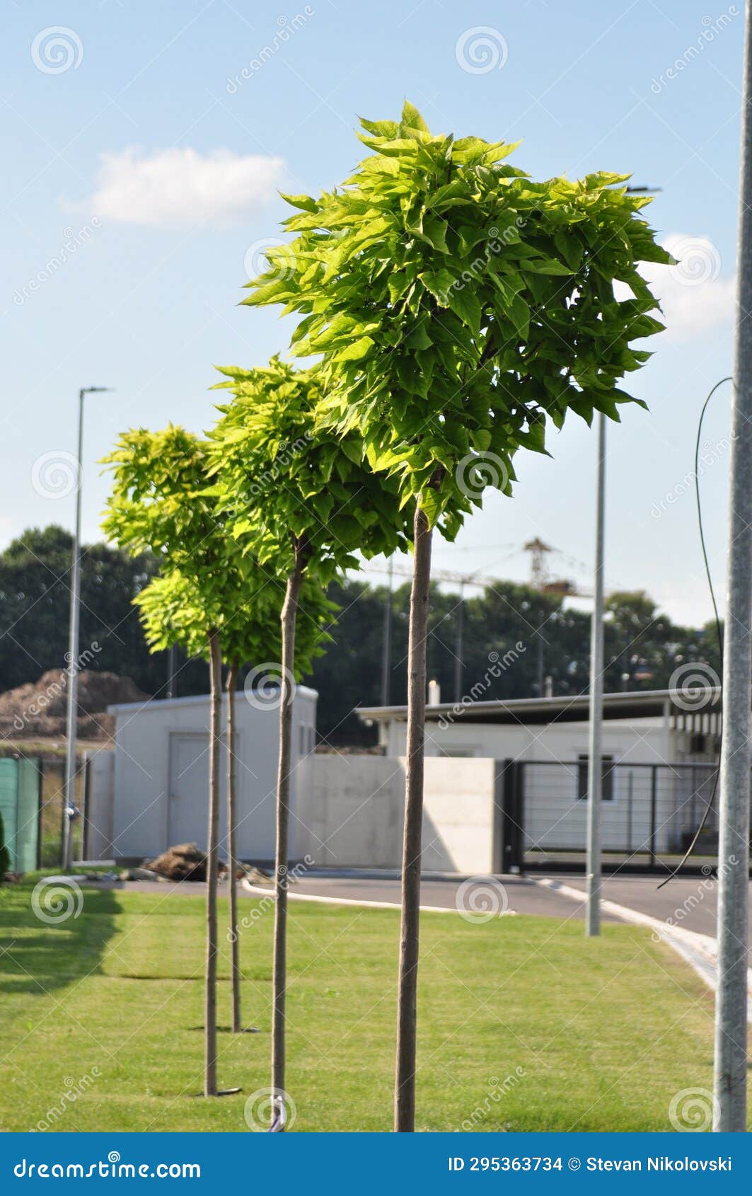 Decorative Thin Green Trees in a Treeline Stock Photo - Image of house ...