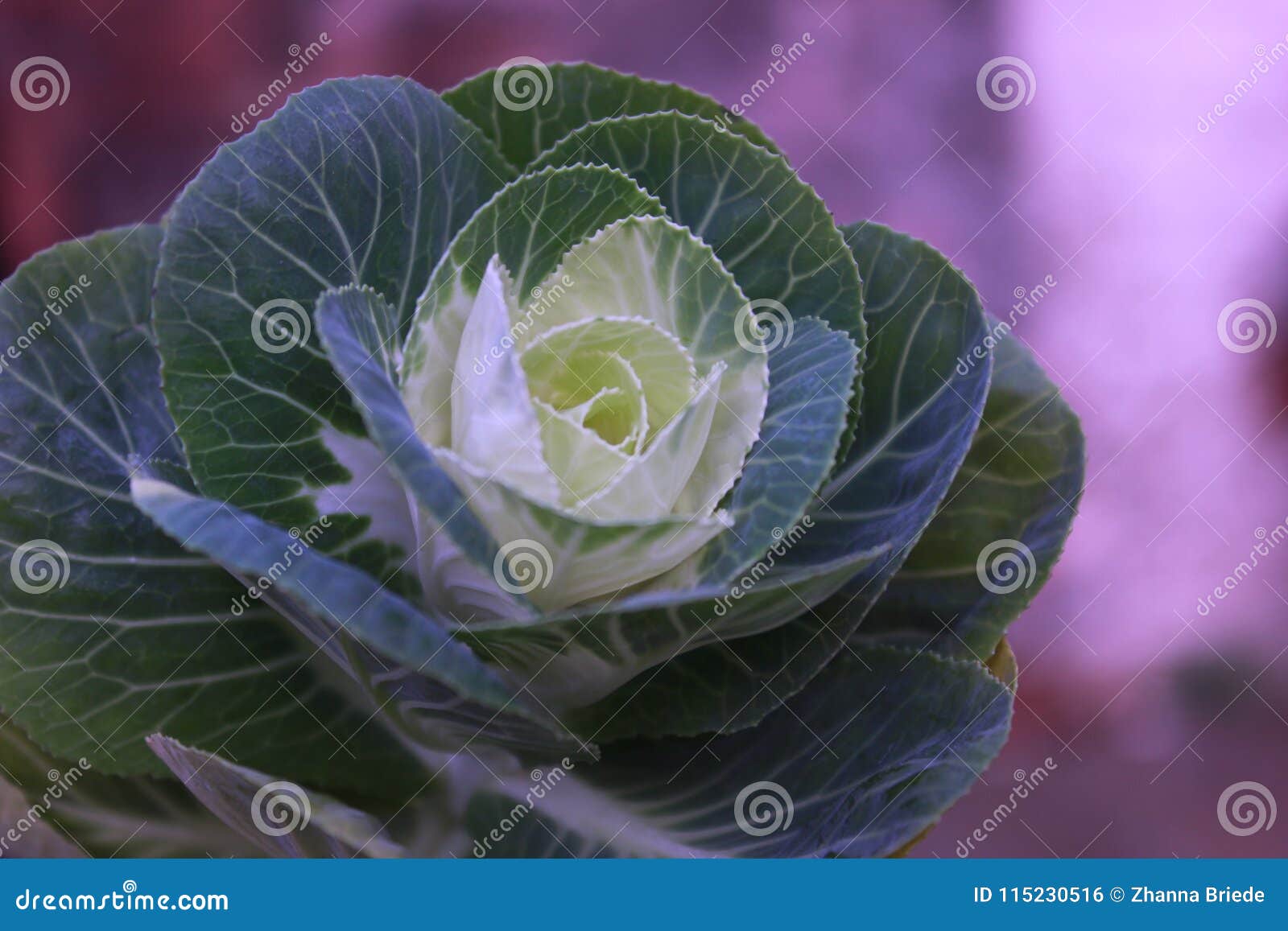 Decorative Tiny Flower Cabbage Stock Photo - Image of compositions ...