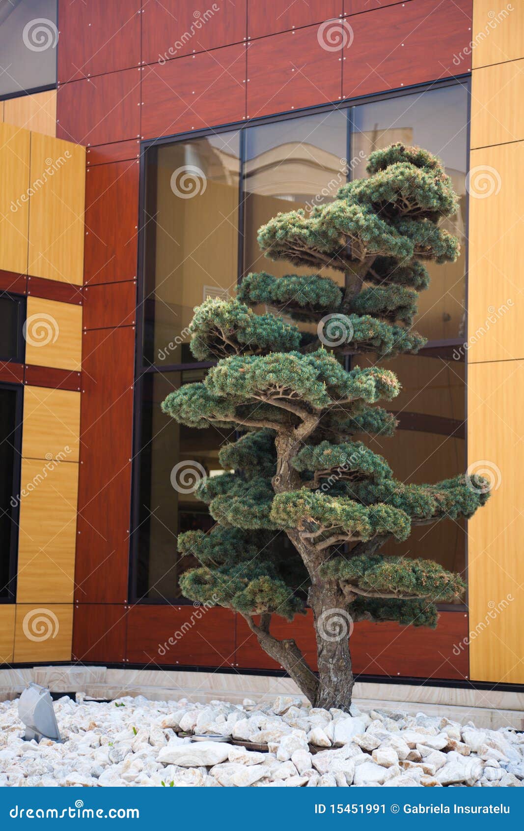 Decorative tree stock image. Image of exterior, property - 15451991