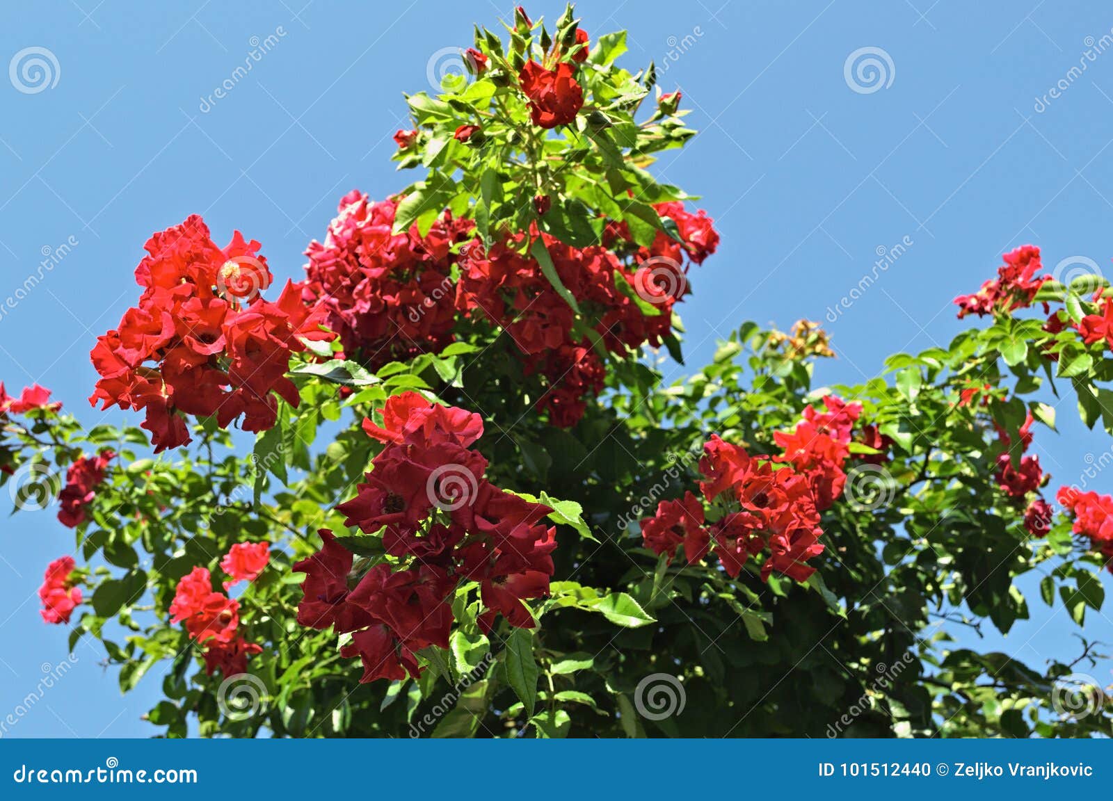 Decorative Tree Blooming with Big Red Flowers Stock Photo - Image of ...