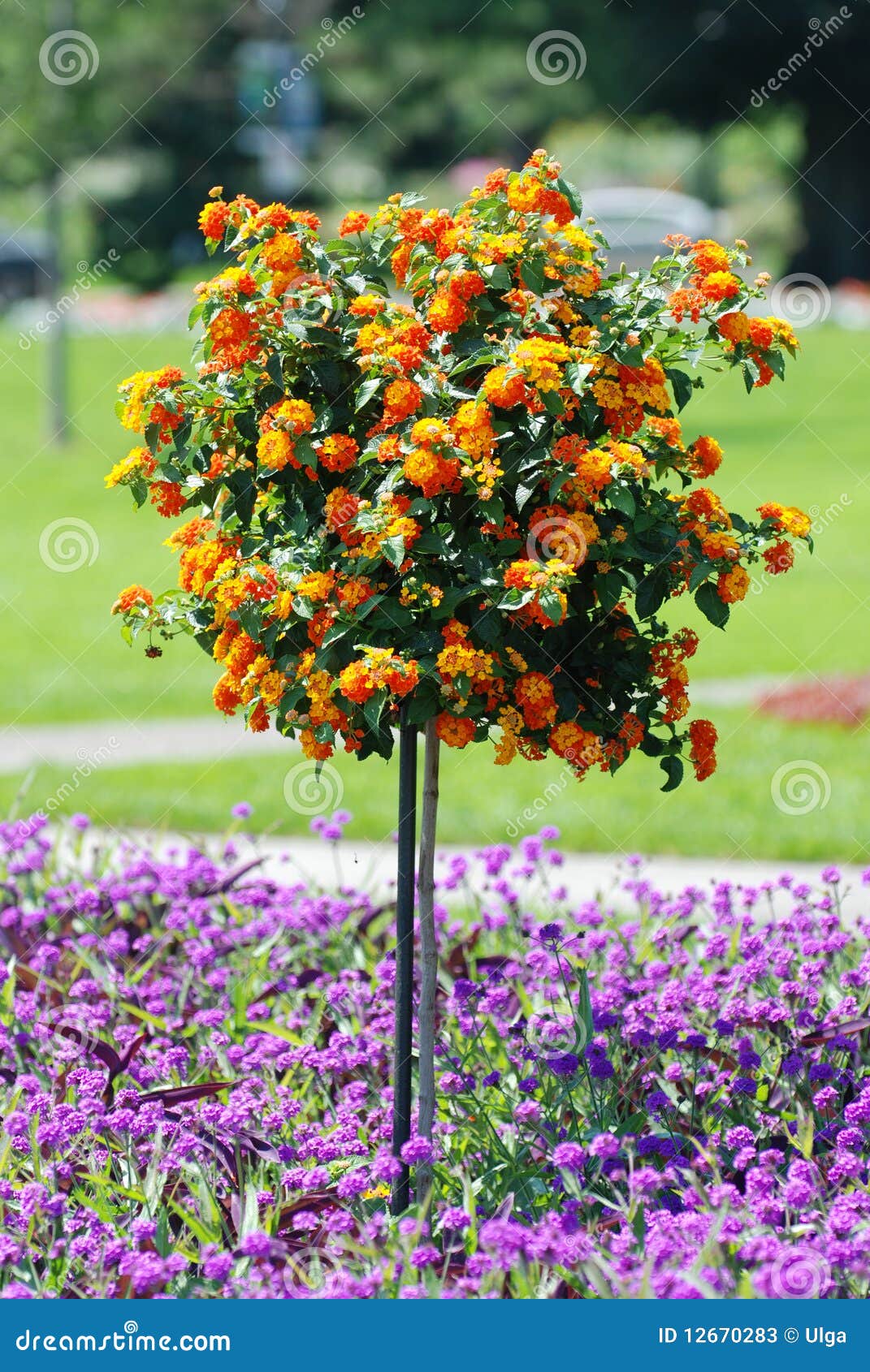 Decorative Fur-tree Texture Stock Photography | CartoonDealer.com #98437880