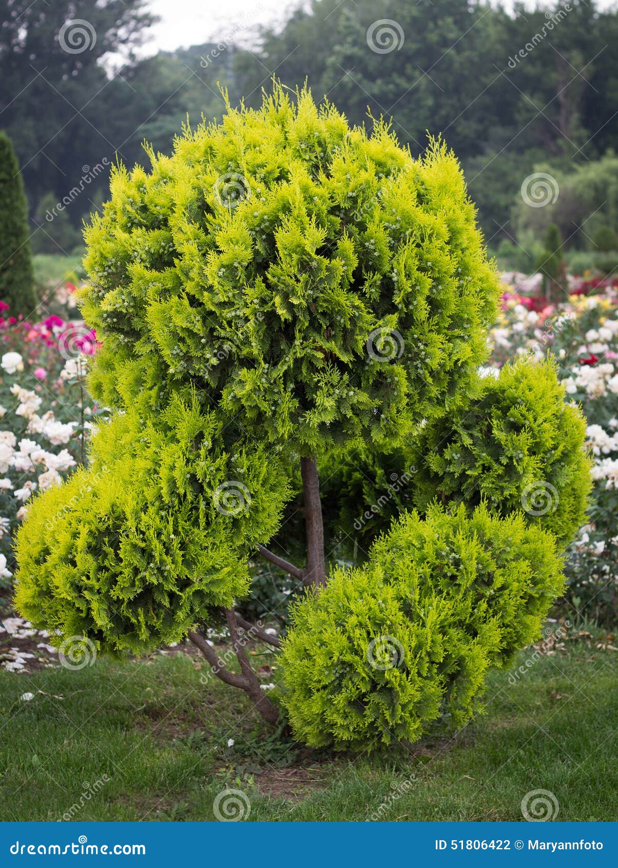 Decorative Tree in Formal Garden Stock Photo - Image of bright, growth ...