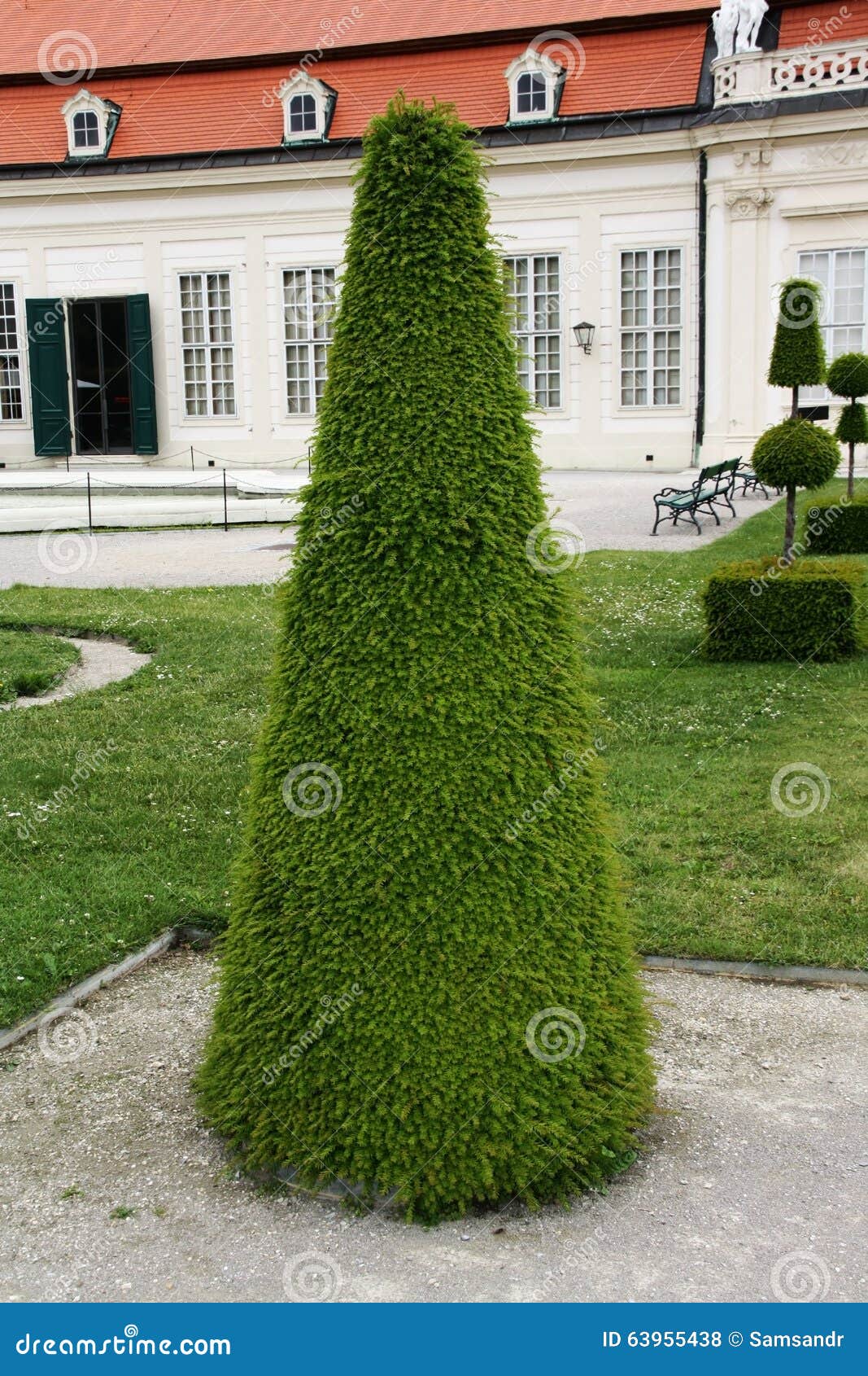 Decorative Tree in a Garden Stock Photo - Image of gardening, exotic ...